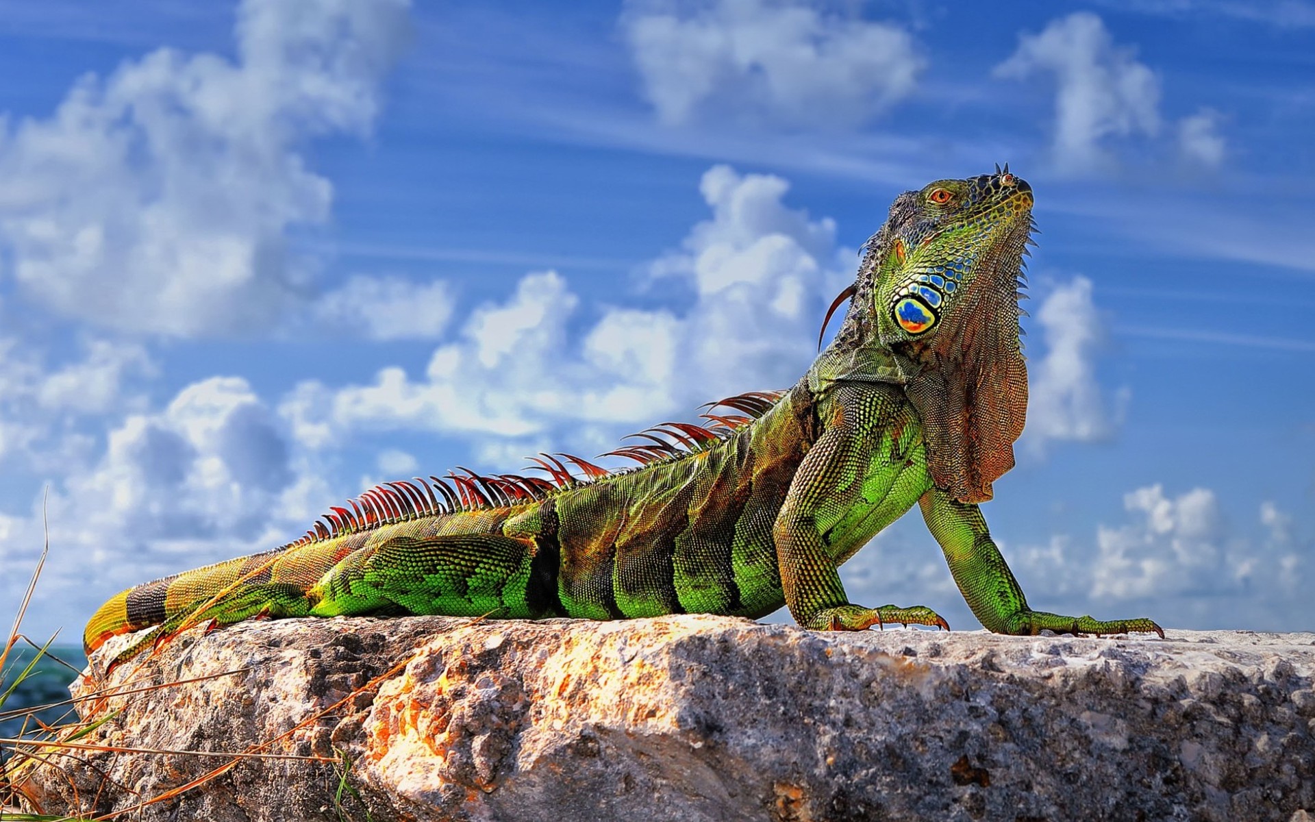 Iguana HD Wallpaper | Background Image | 1920x1200