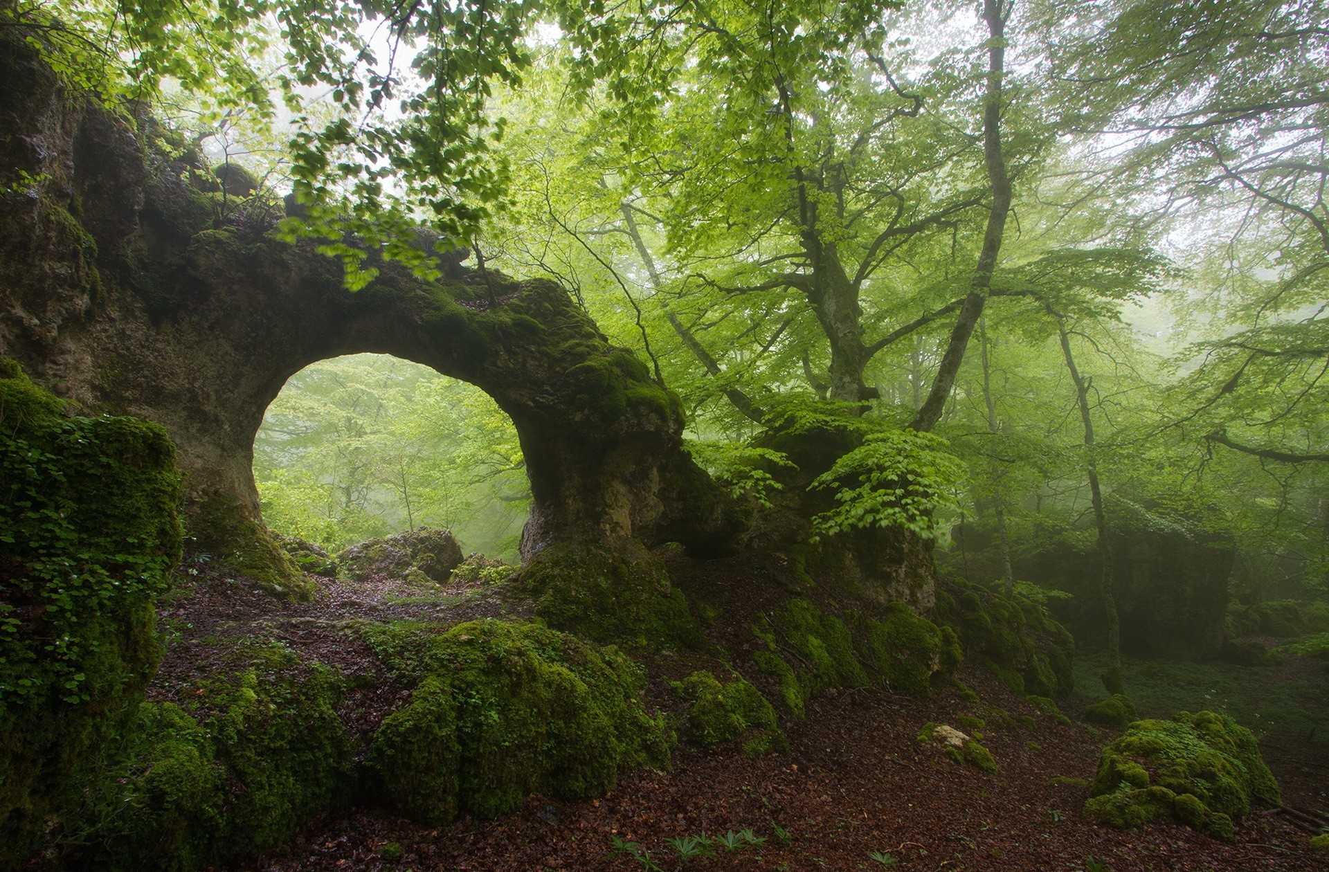 Download Moss Tree Cliff Nature Forest HD Wallpaper