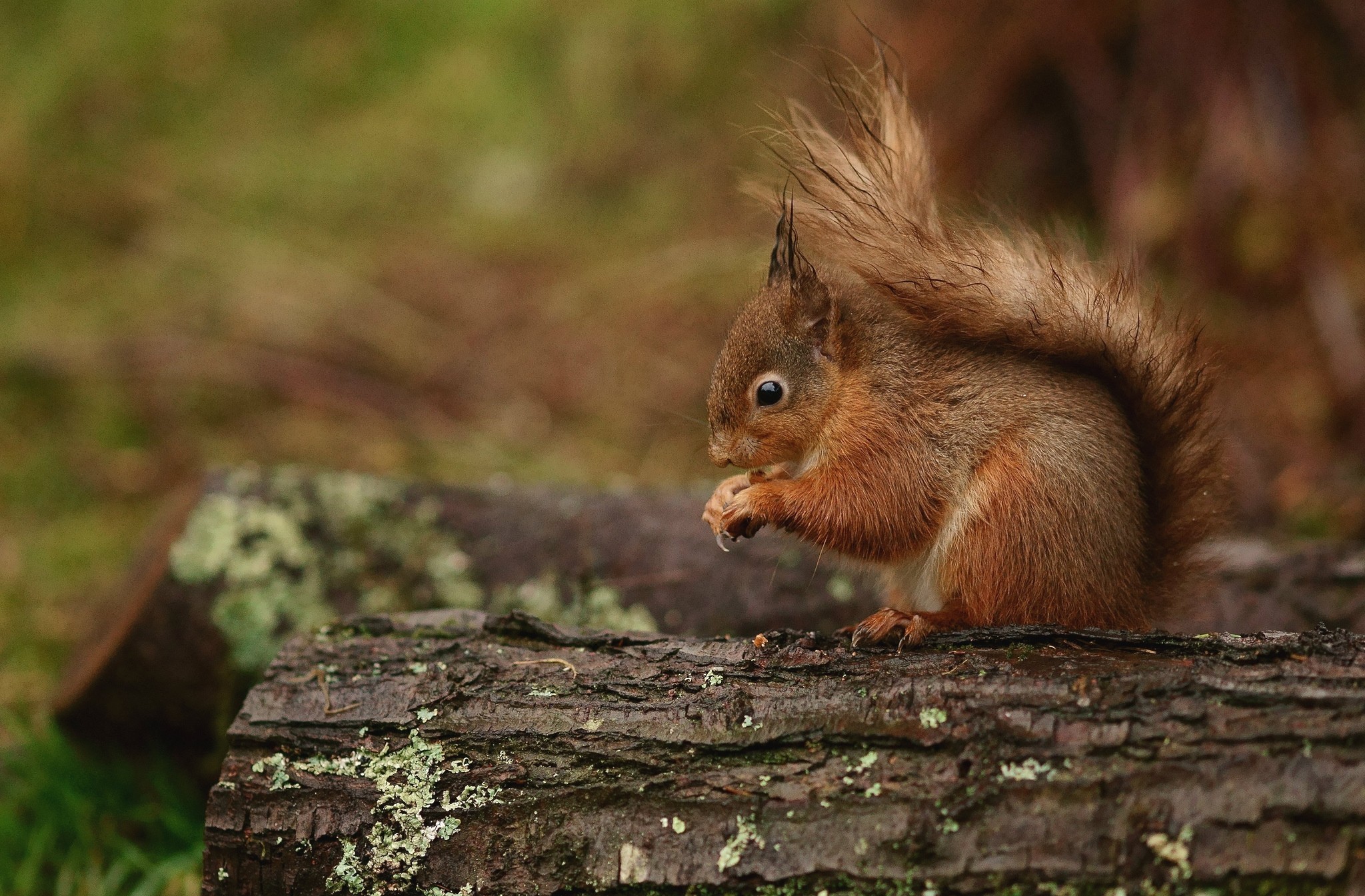 Animals Squirrel Wallpapers Hd