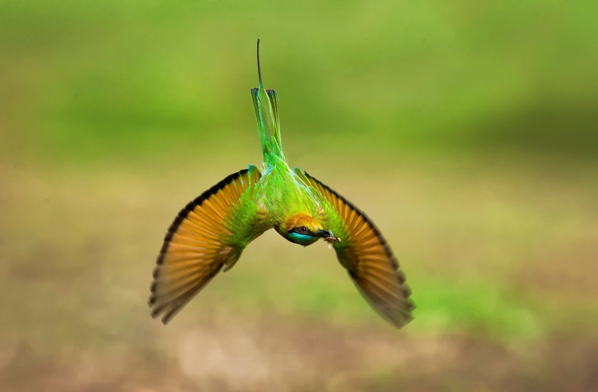 Download Flight Bee Animal Bee-eater HD Wallpaper