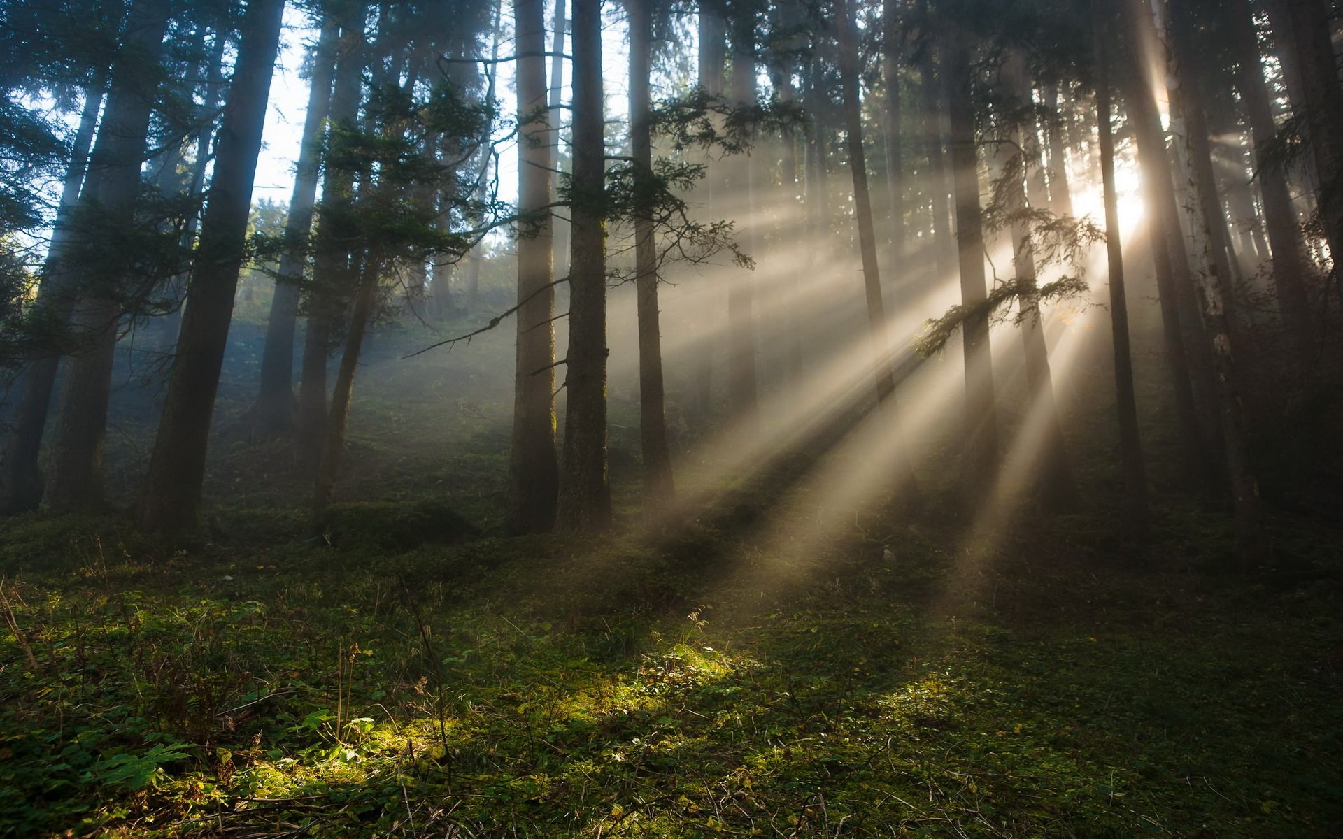 Nature Sunbeam HD Wallpaper