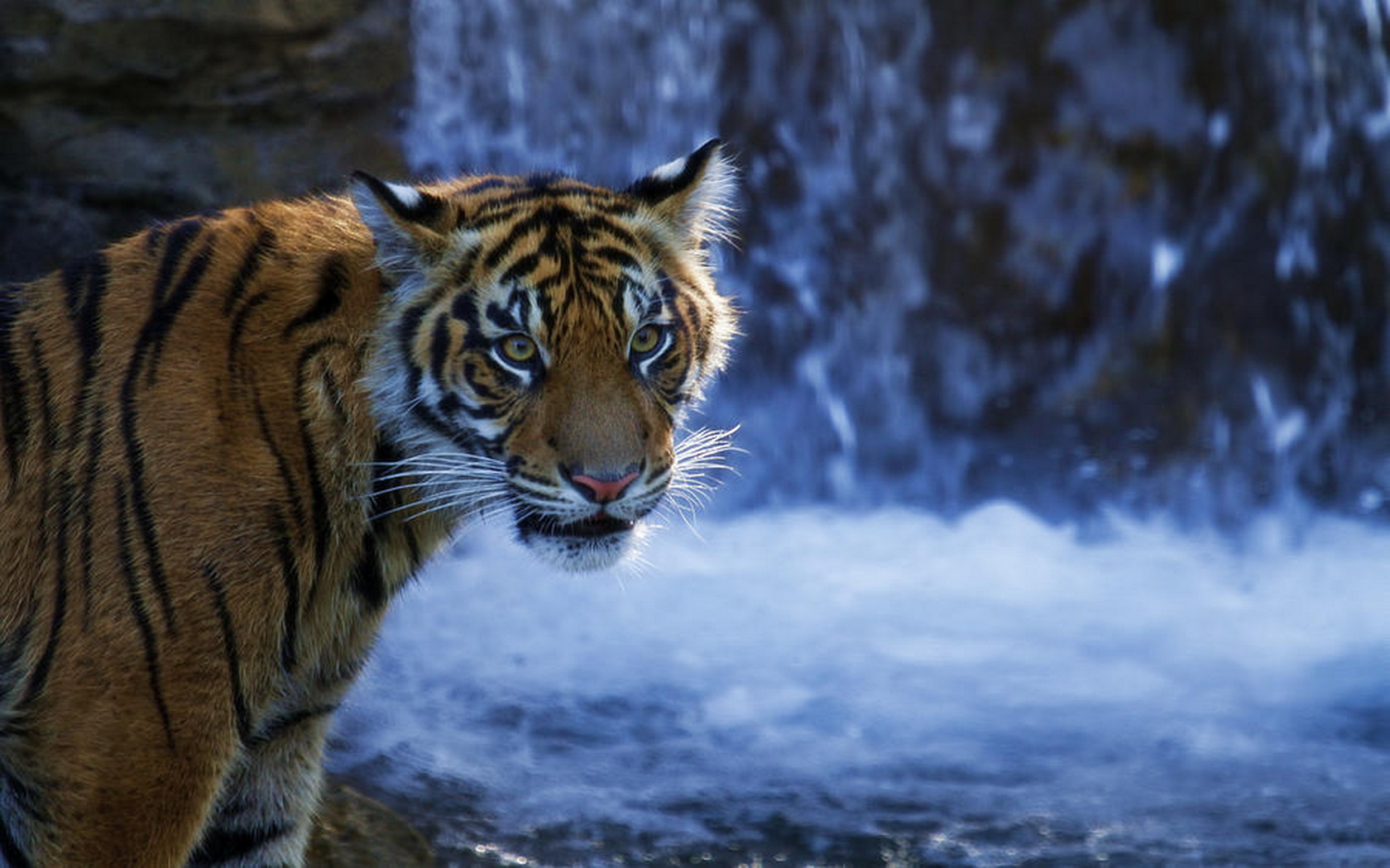 Wallpaper Landscapes Tigerwallpaper