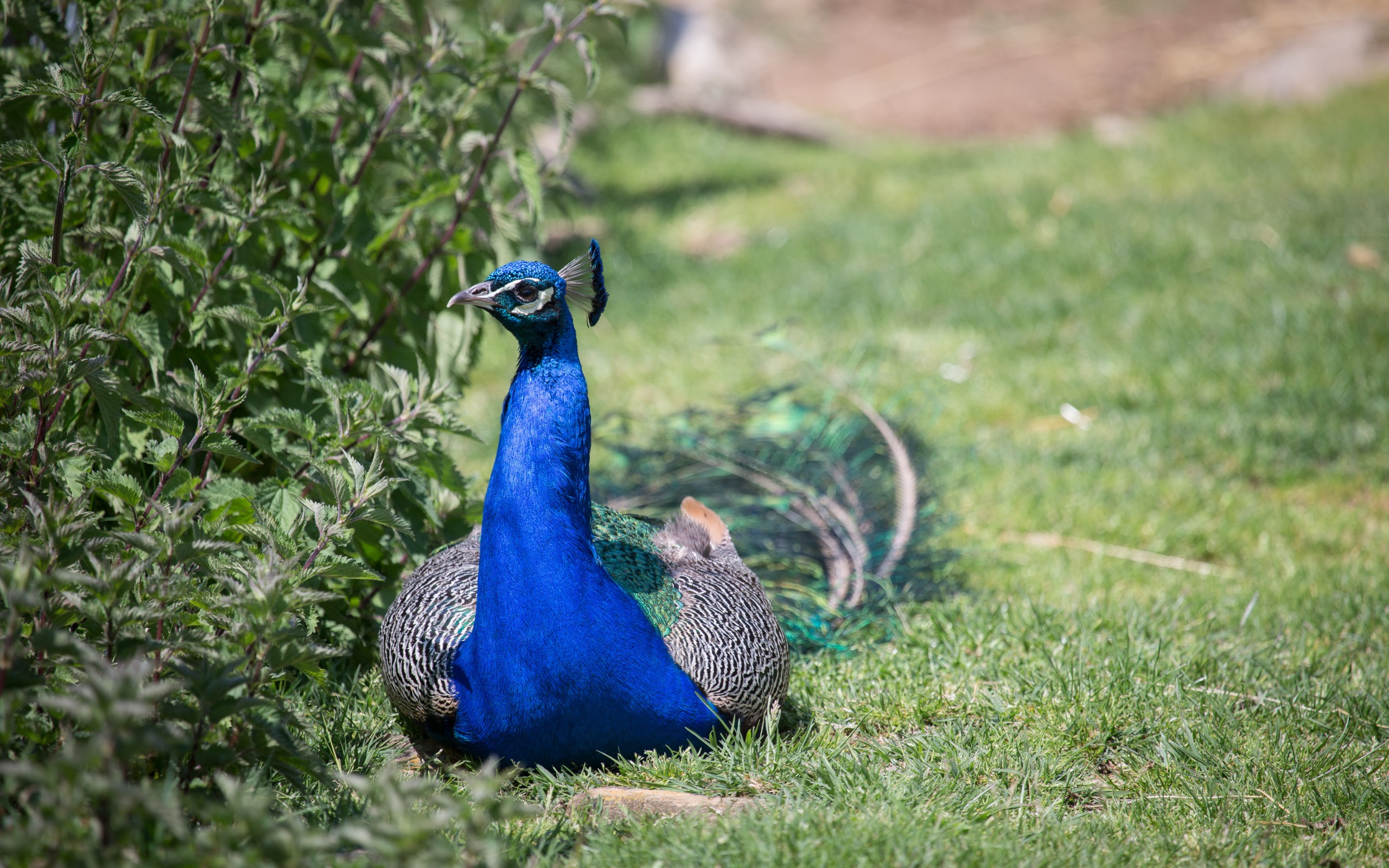 Vibrant Peacock: A Stunning HD Wallpaper Experience