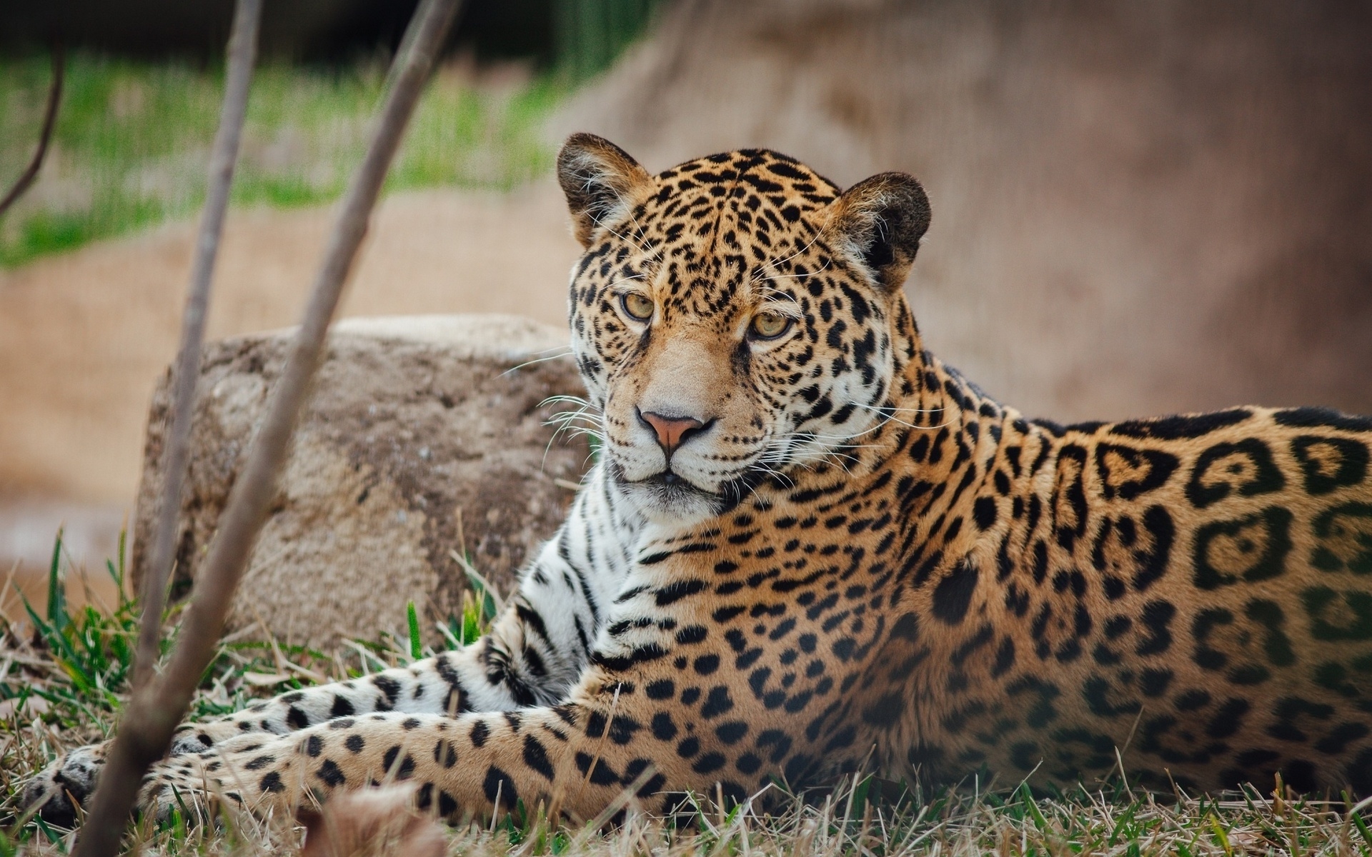 Animal Jaguar HD Wallpaper