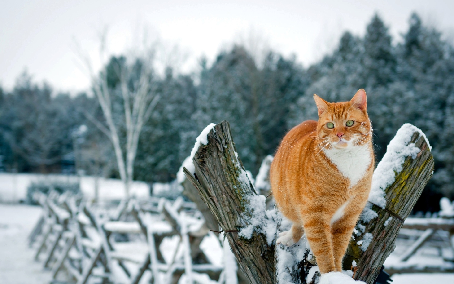 Majestic Ginger Cat in Winter Wonderland – HD Animal Wallpaper