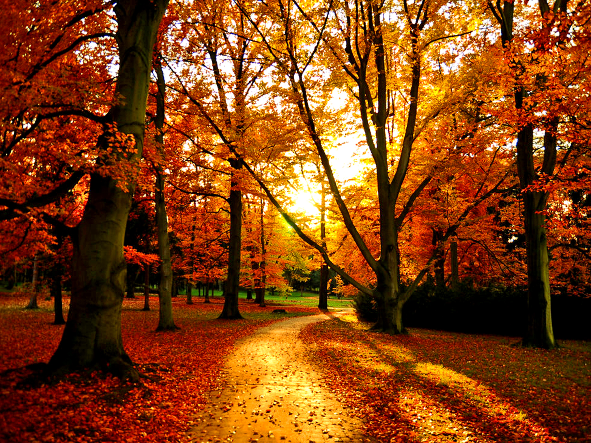 Golden Autumn Glow: Stunning HD Fall Nature Wallpaper