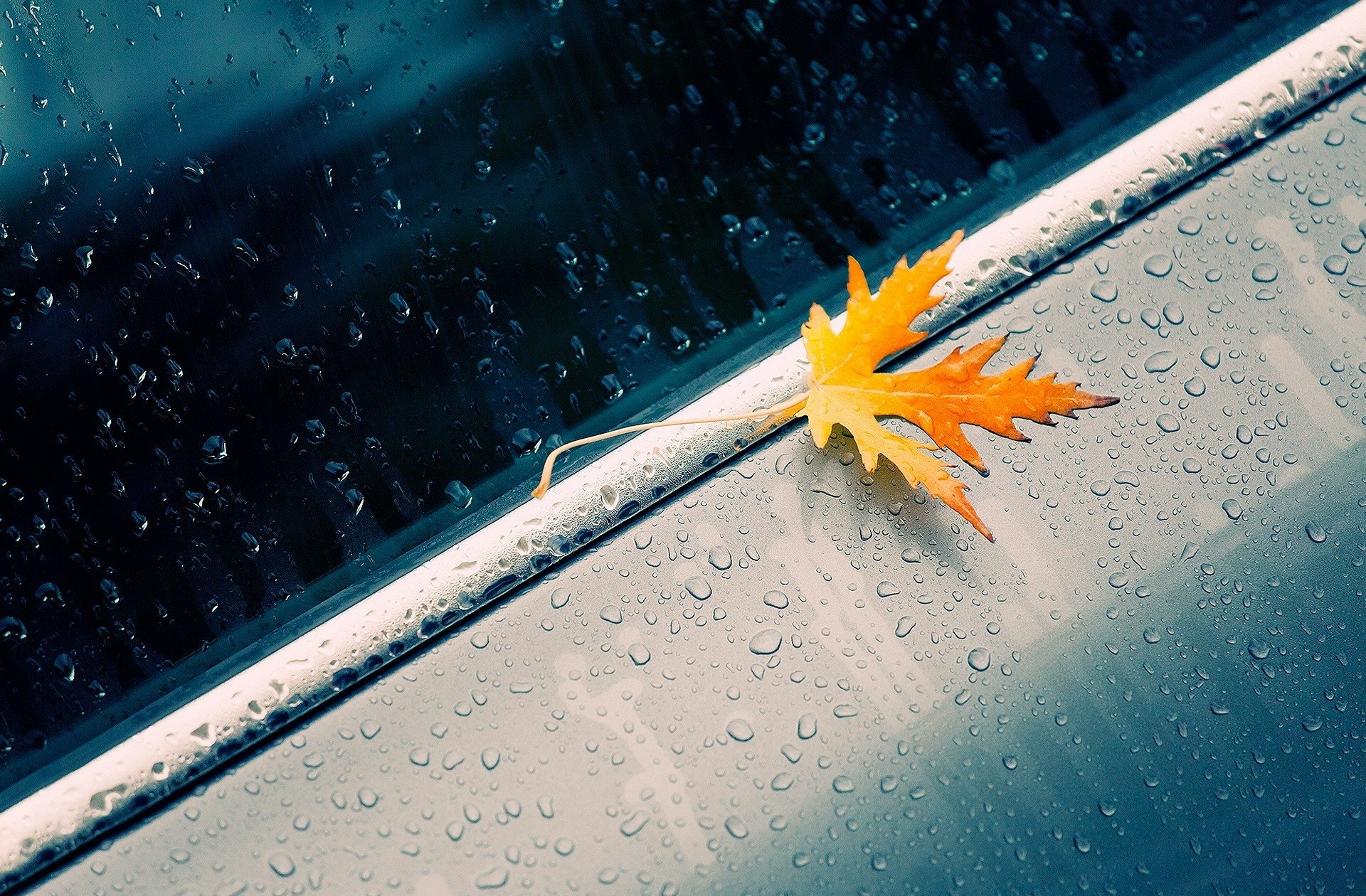 Autumn Elegance: HD Wallpaper of a Leaf in Nature's Embrace