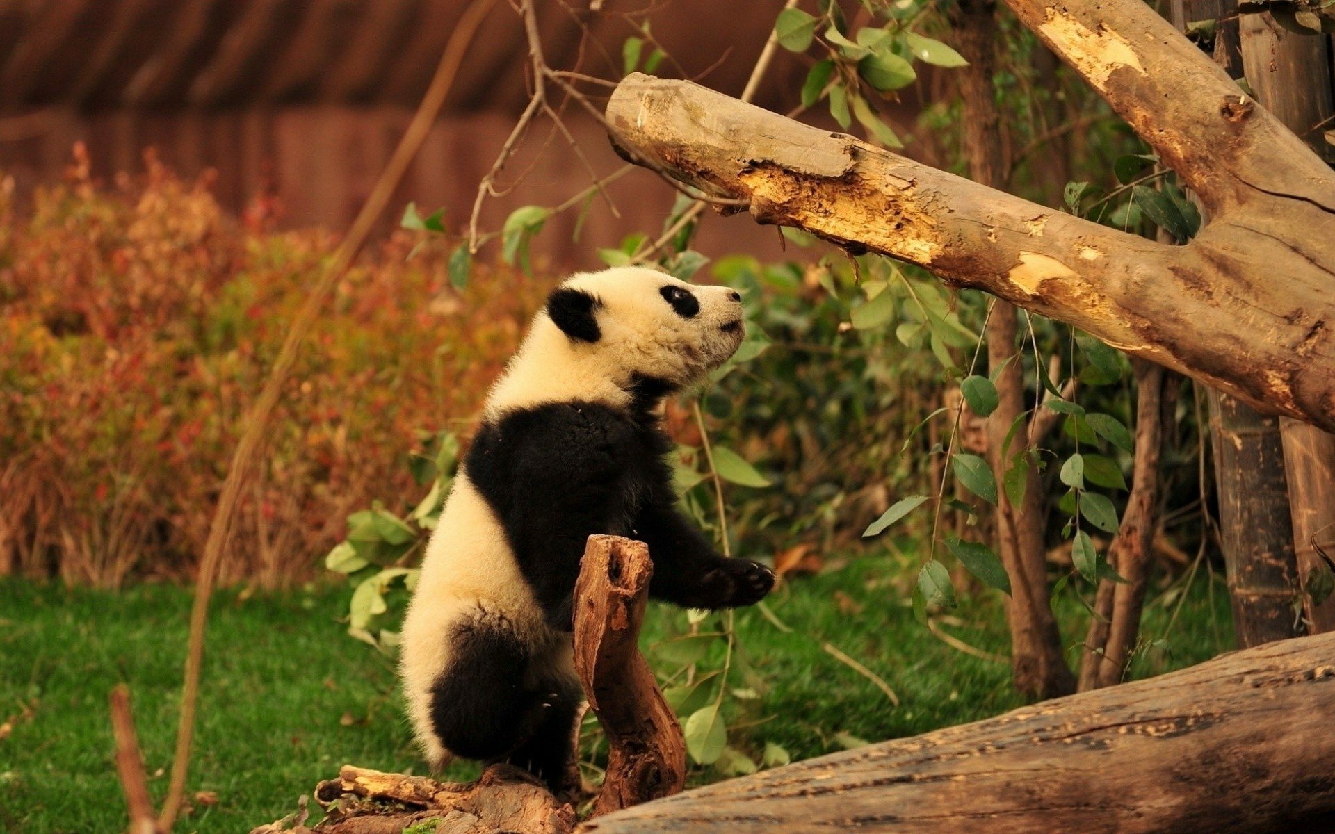 Download Animal Panda HD Wallpaper