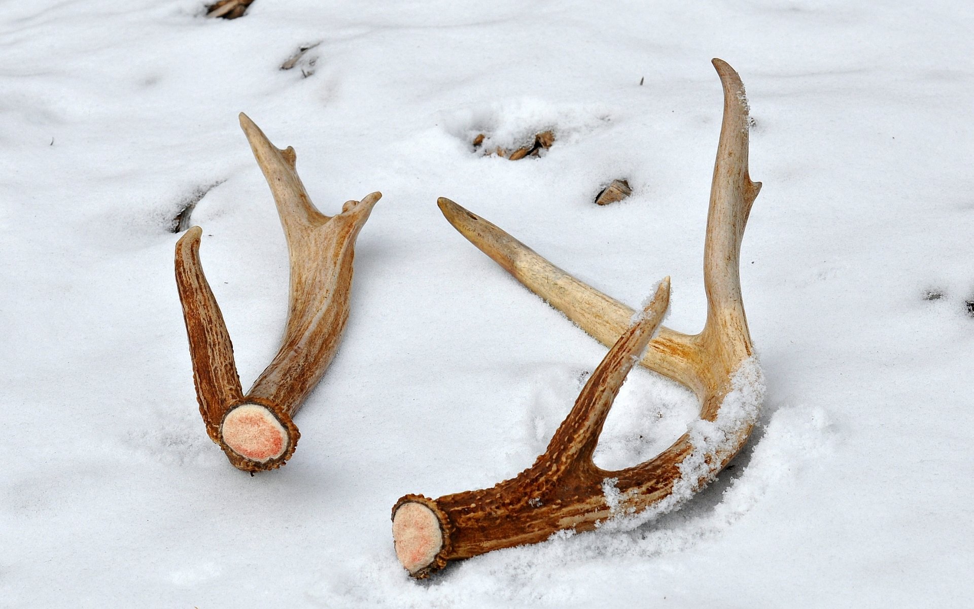 Download Photography Antler HD Wallpaper