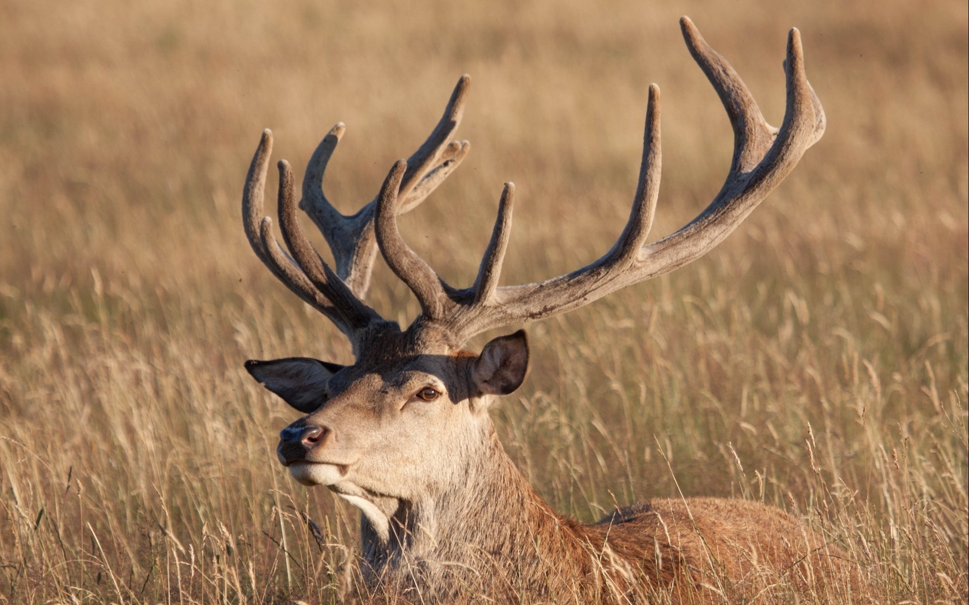 Download Antler Animal Elk HD Wallpaper