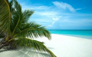Download Tropics Beach Nature PFP