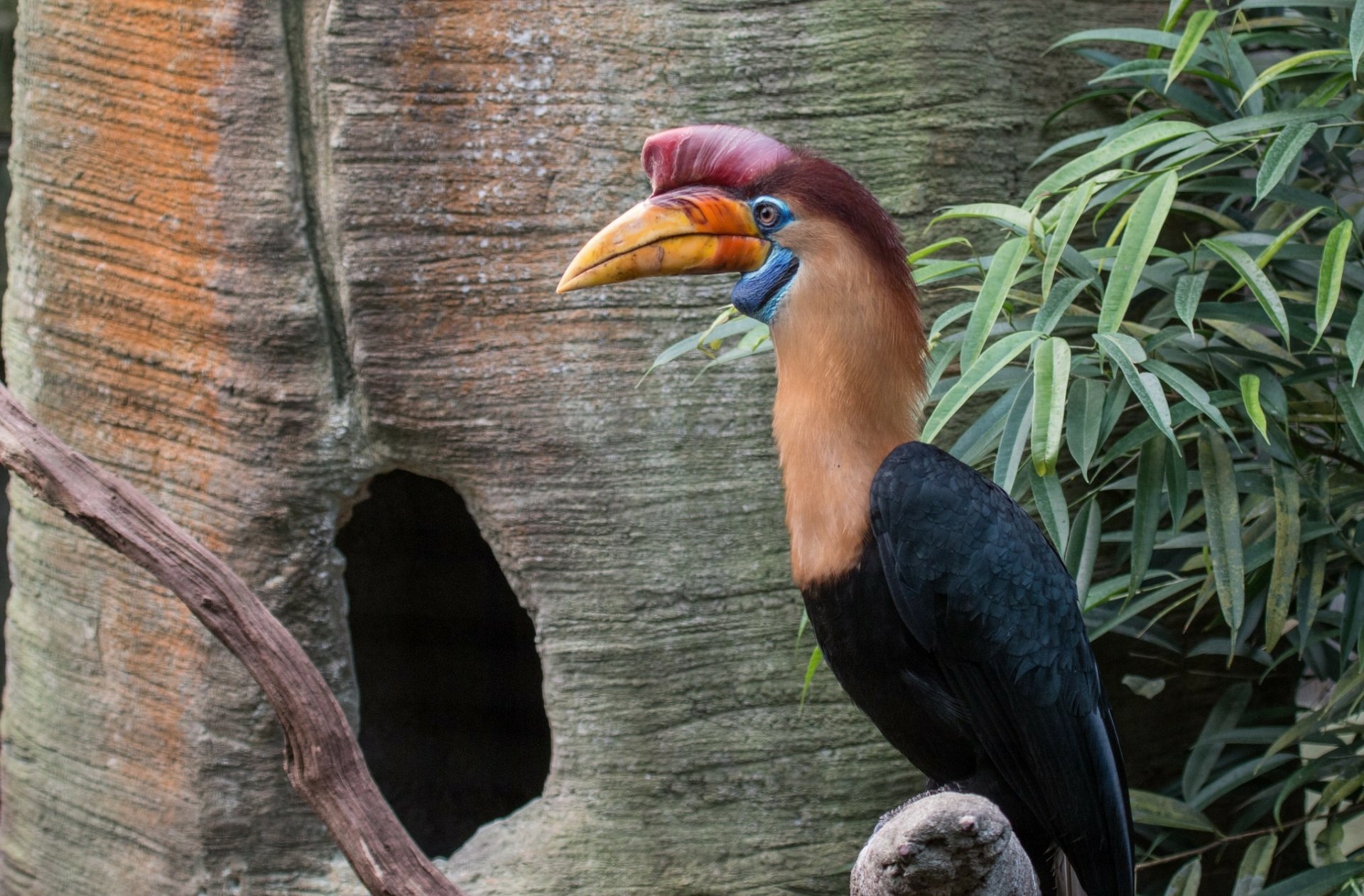 Download Bird Animal Hornbill HD Wallpaper