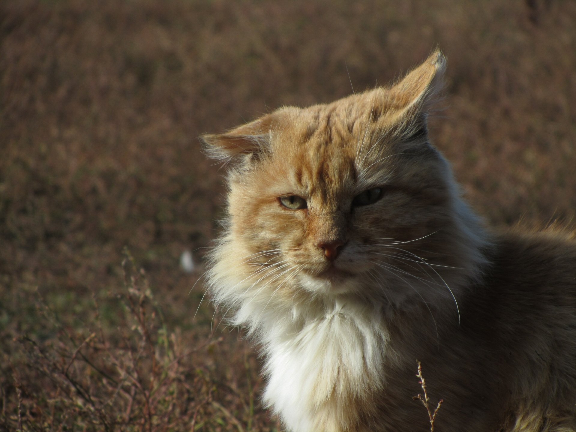 Cat 4k Ultra HD Wallpaper by Vergilius