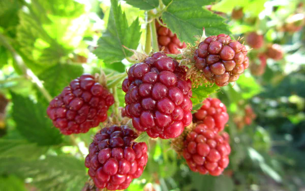 [530+] Raspberry 4k Wallpapers