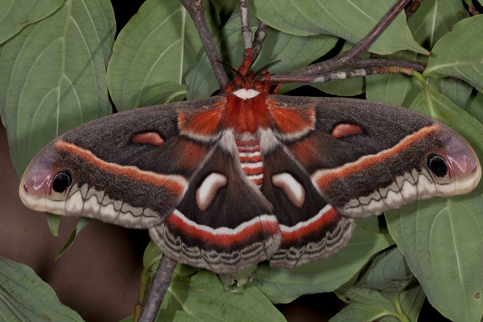 Giant Silk Moth (Cecropia Moth)