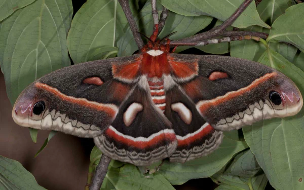 Majestic Moth in Stunning HD Detail – Nature’s Winged Wonder Wallpaper