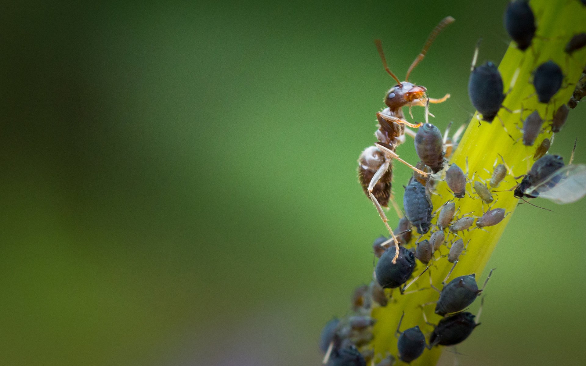 Download Animal Ant HD Wallpaper by Clement127