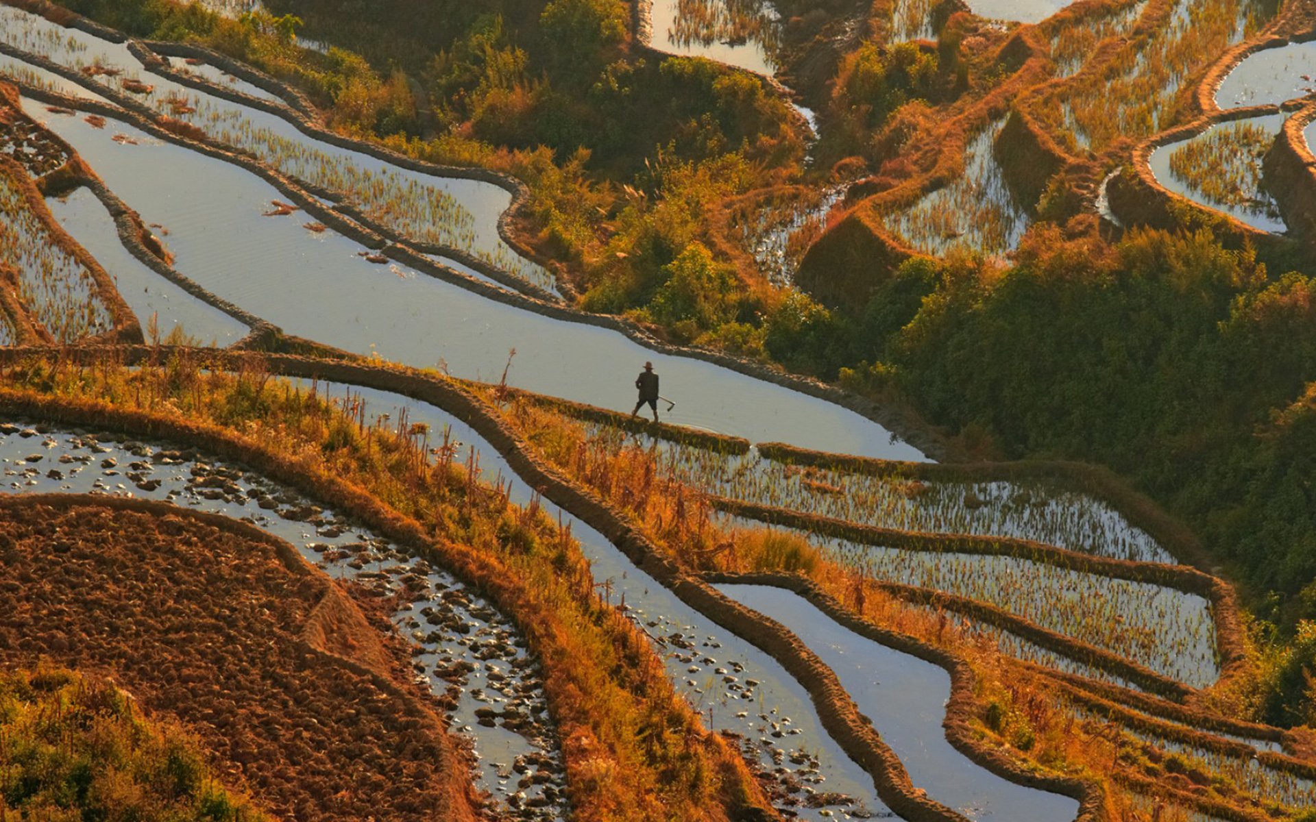 Download Man Made Rice Terrace HD Wallpaper by Cezary Filew