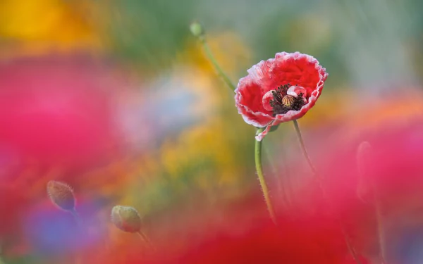 Fantasy Dreamscape HD Wallpaper