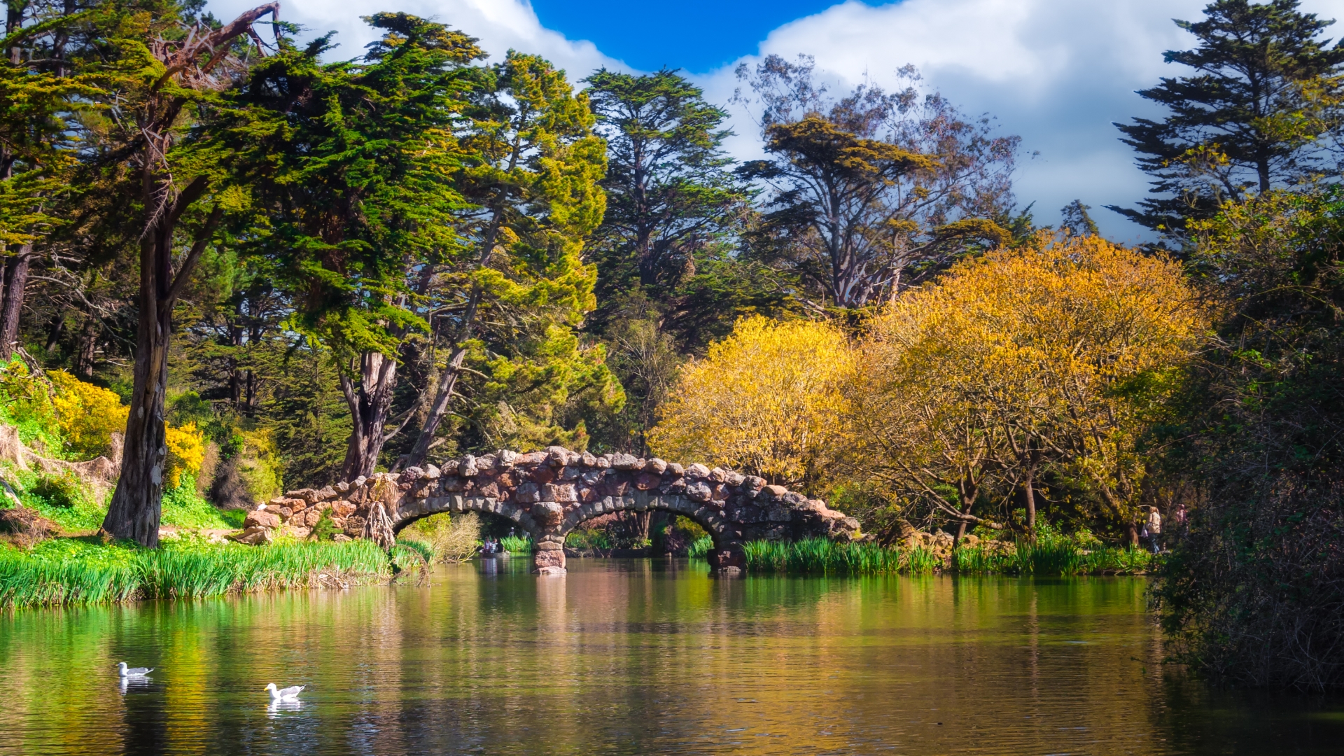 Golden Gate Park HD Wallpaper