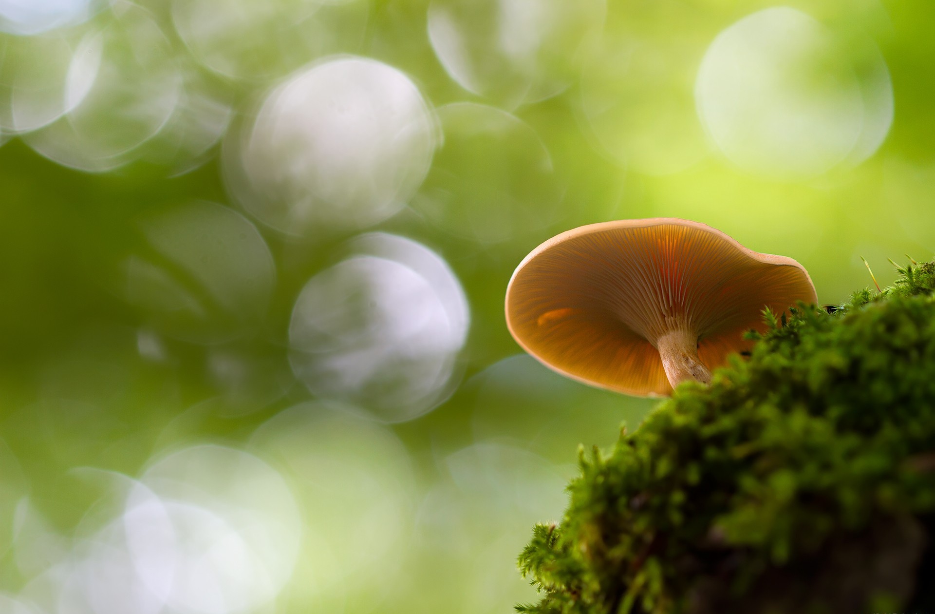 Download Nature Mushroom HD Wallpaper