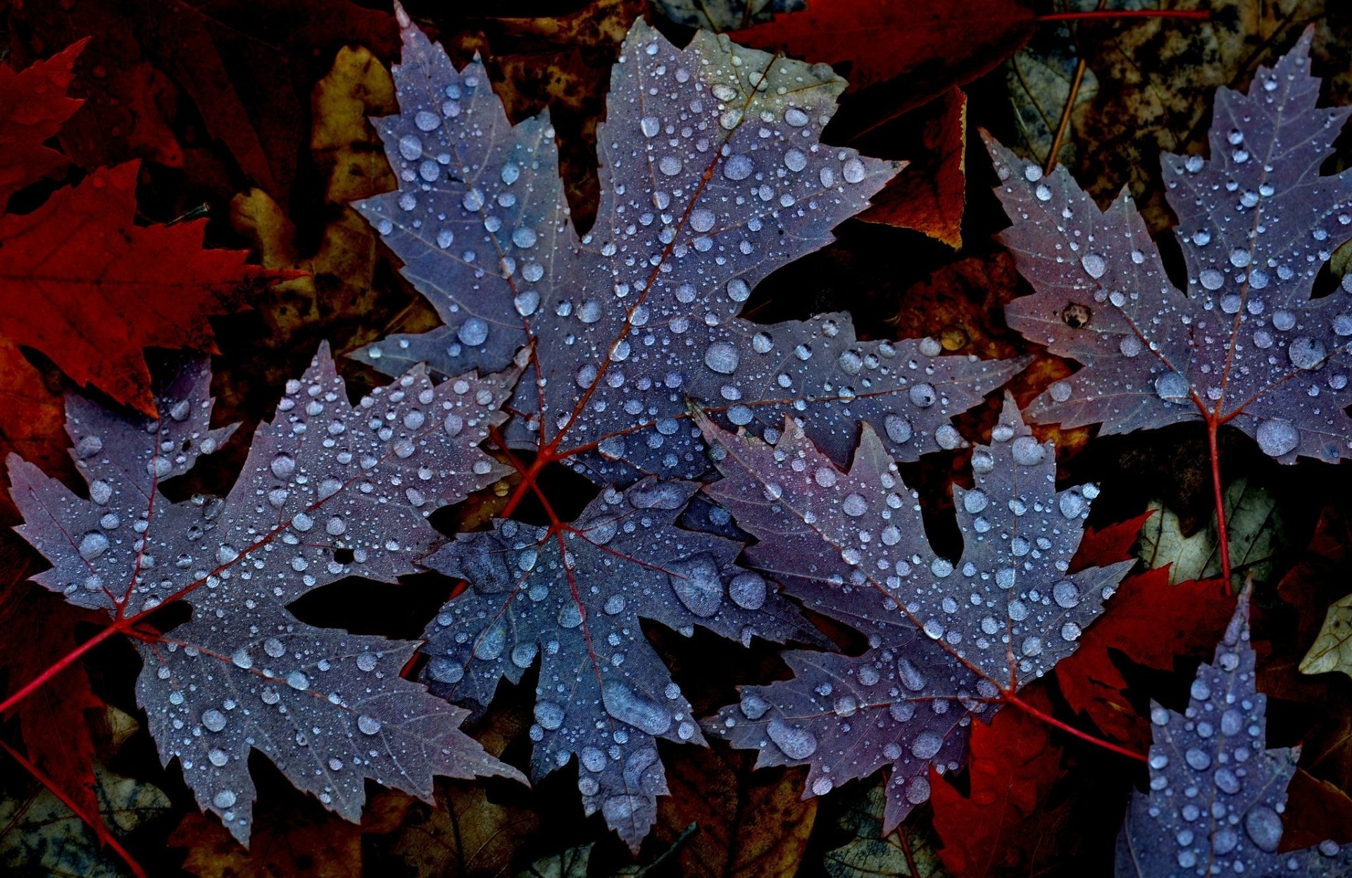 Download Water Drop Macro Fall Dew Nature Leaf HD Wallpaper