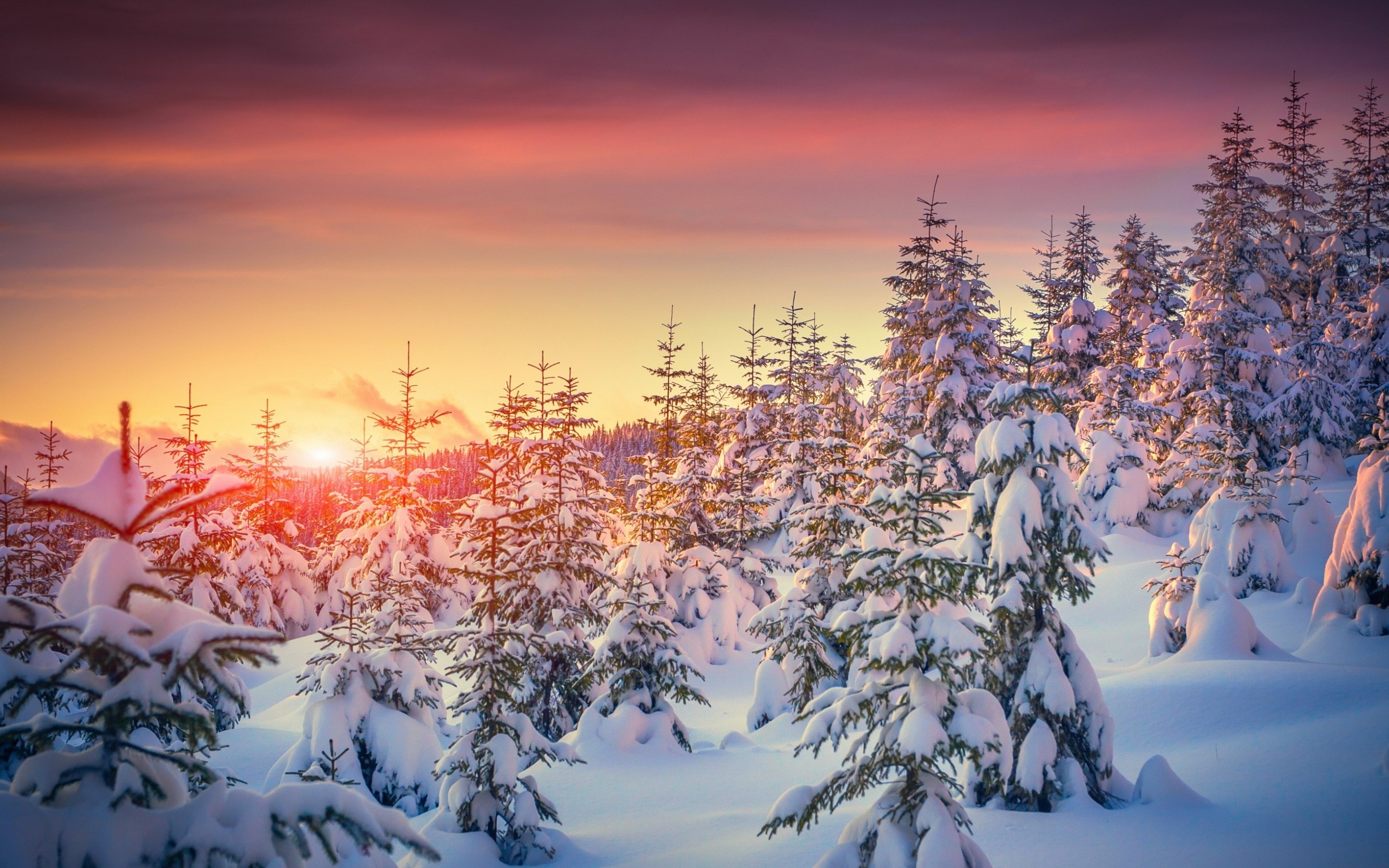 Winter HD Wallpaper
