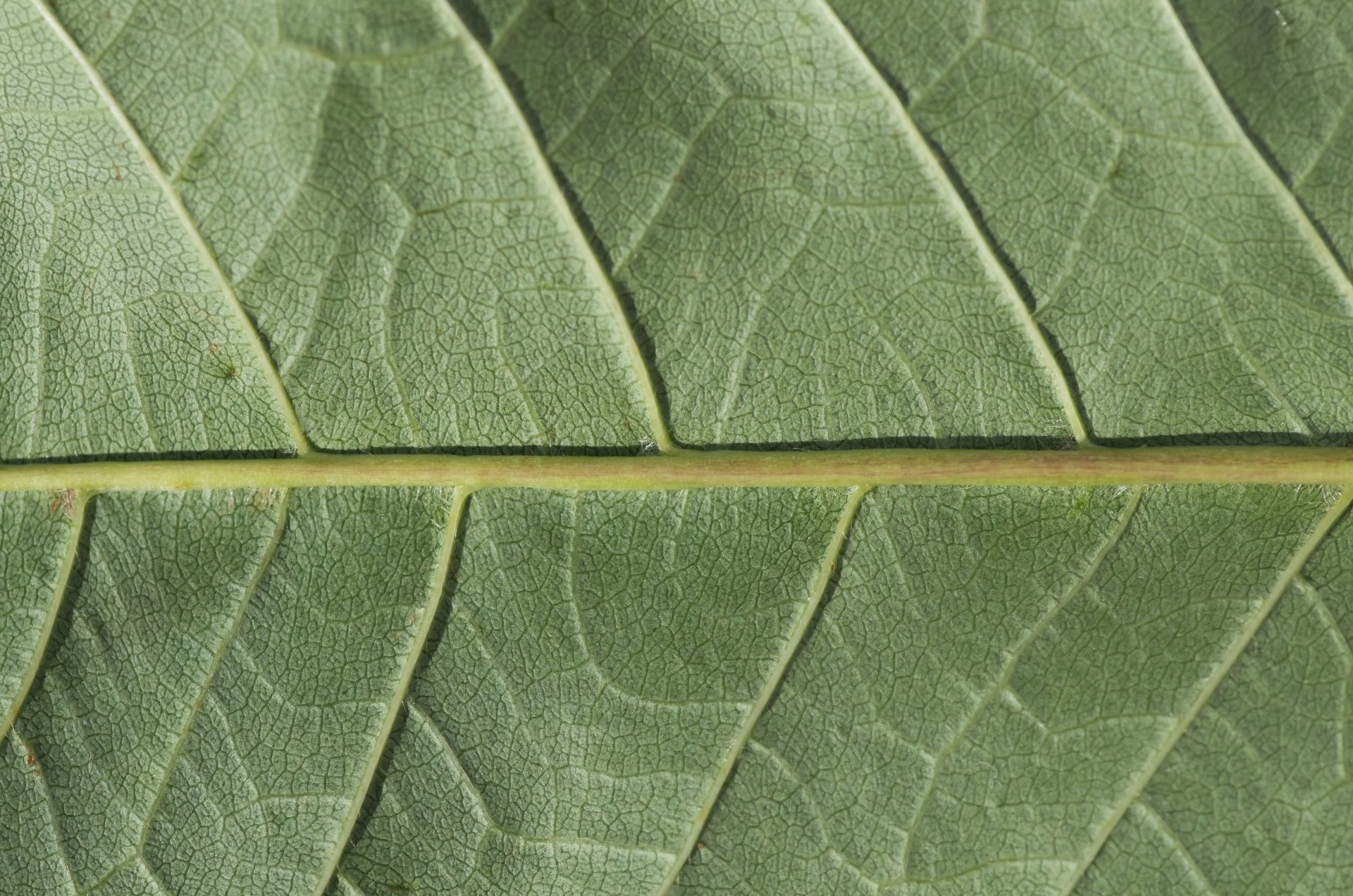 Download Nature Leaf 4k Ultra HD Wallpaper