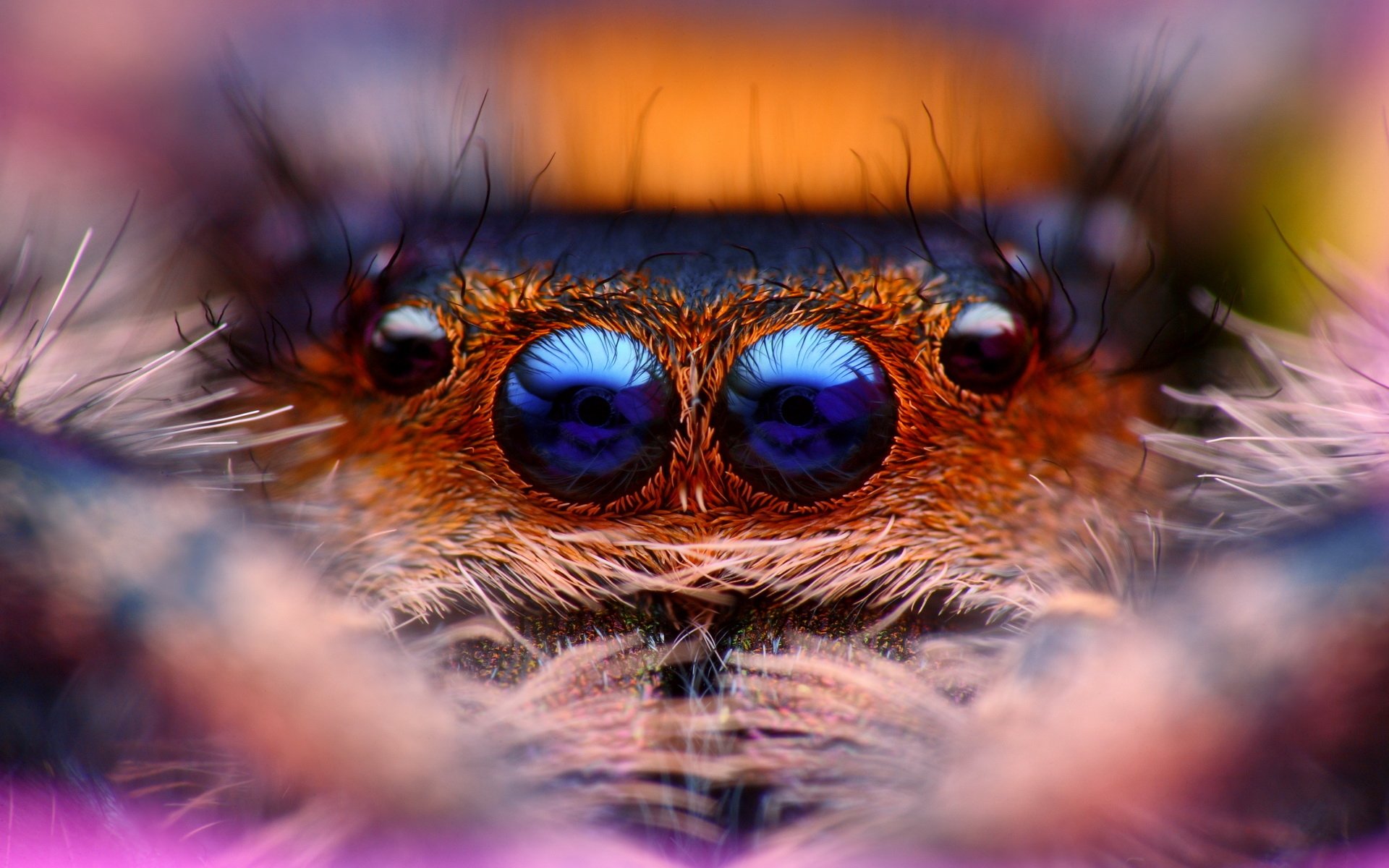 Download Jumping Spider Animal Spider HD Wallpaper | 1920x1200 ...