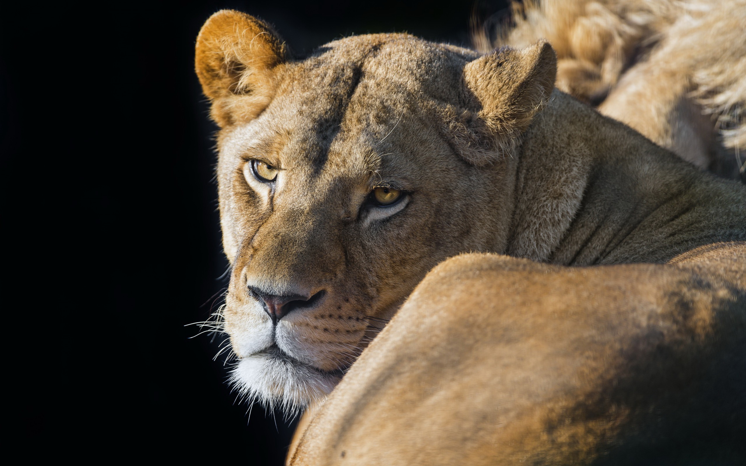 Download Animal Lion HD Wallpaper