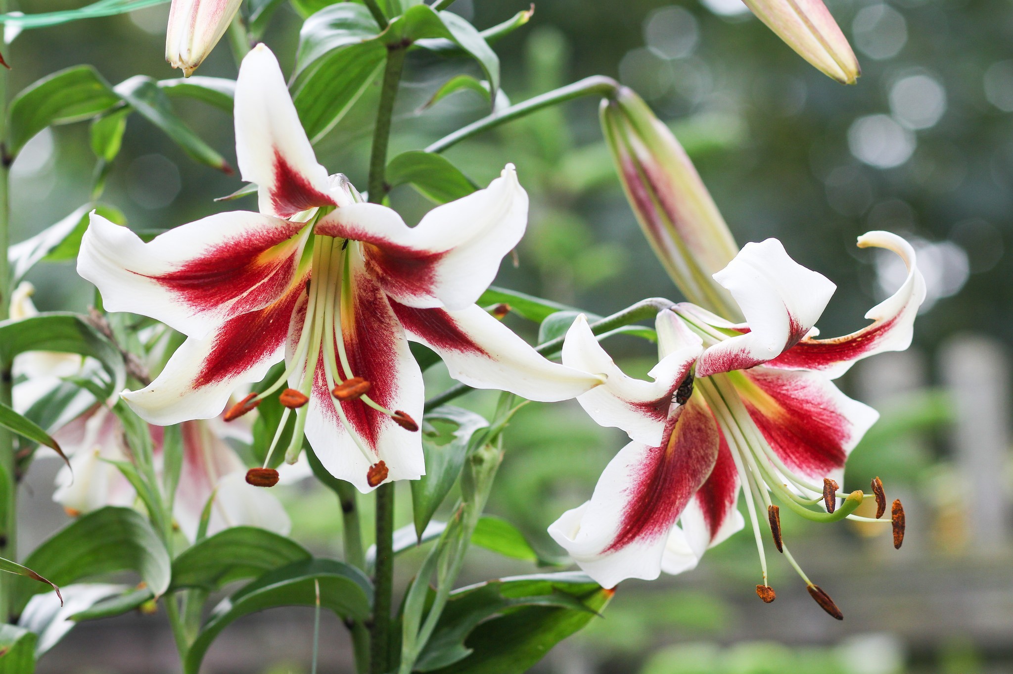 Download Nature Lily HD Wallpaper