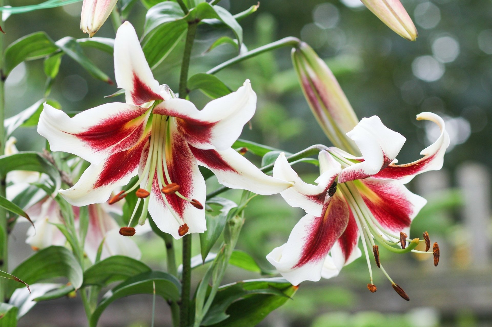 Download Nature Lily HD Wallpaper | 2048x1362 | Wallpaper Abyss