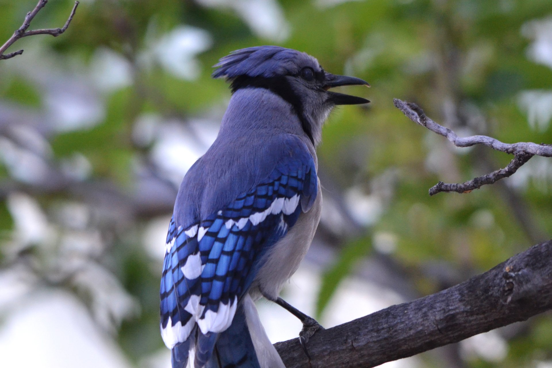 Download Animal Blue Jay 4k Ultra HD Wallpaper