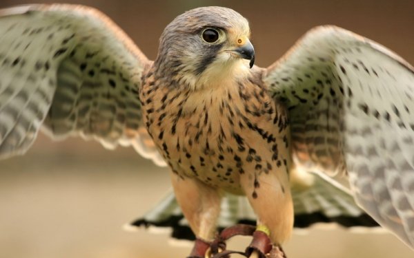 Falcon - Desktop Wallpapers, Phone Wallpaper, PFP, Gifs, and More!