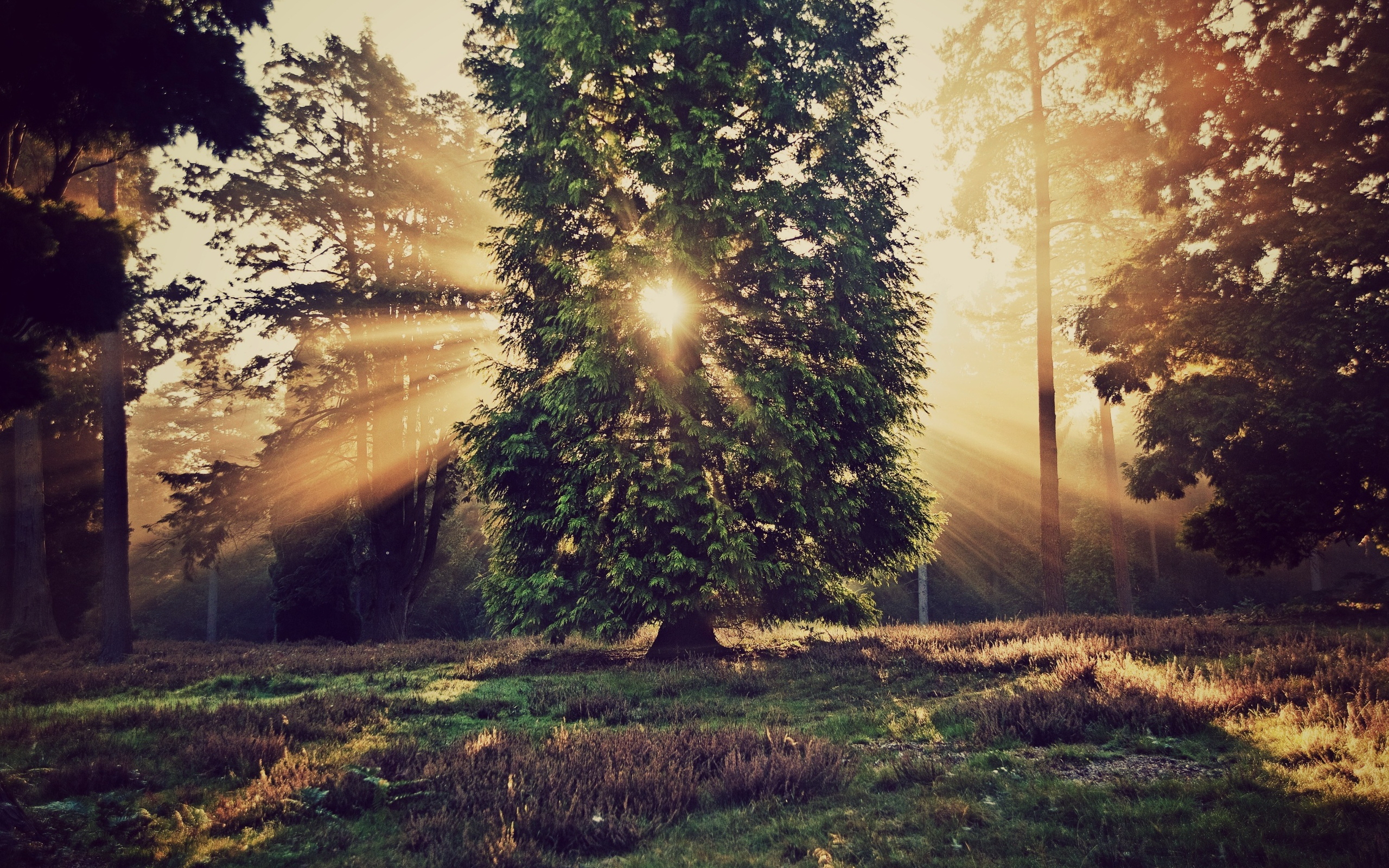 Nature Sunbeam HD Wallpaper