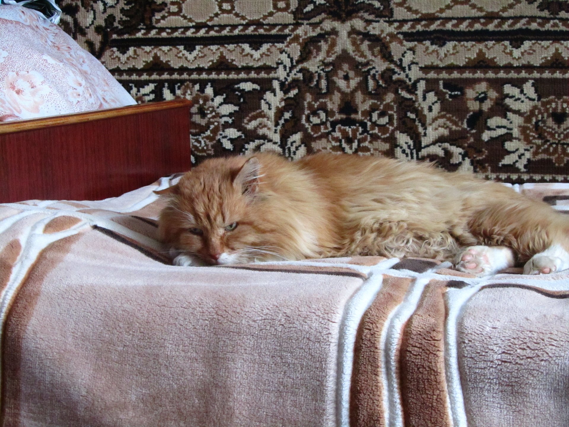 Ultra HD Cozy Cat Slumber – A Stunning Animal Wallpaper by Vergilius ...