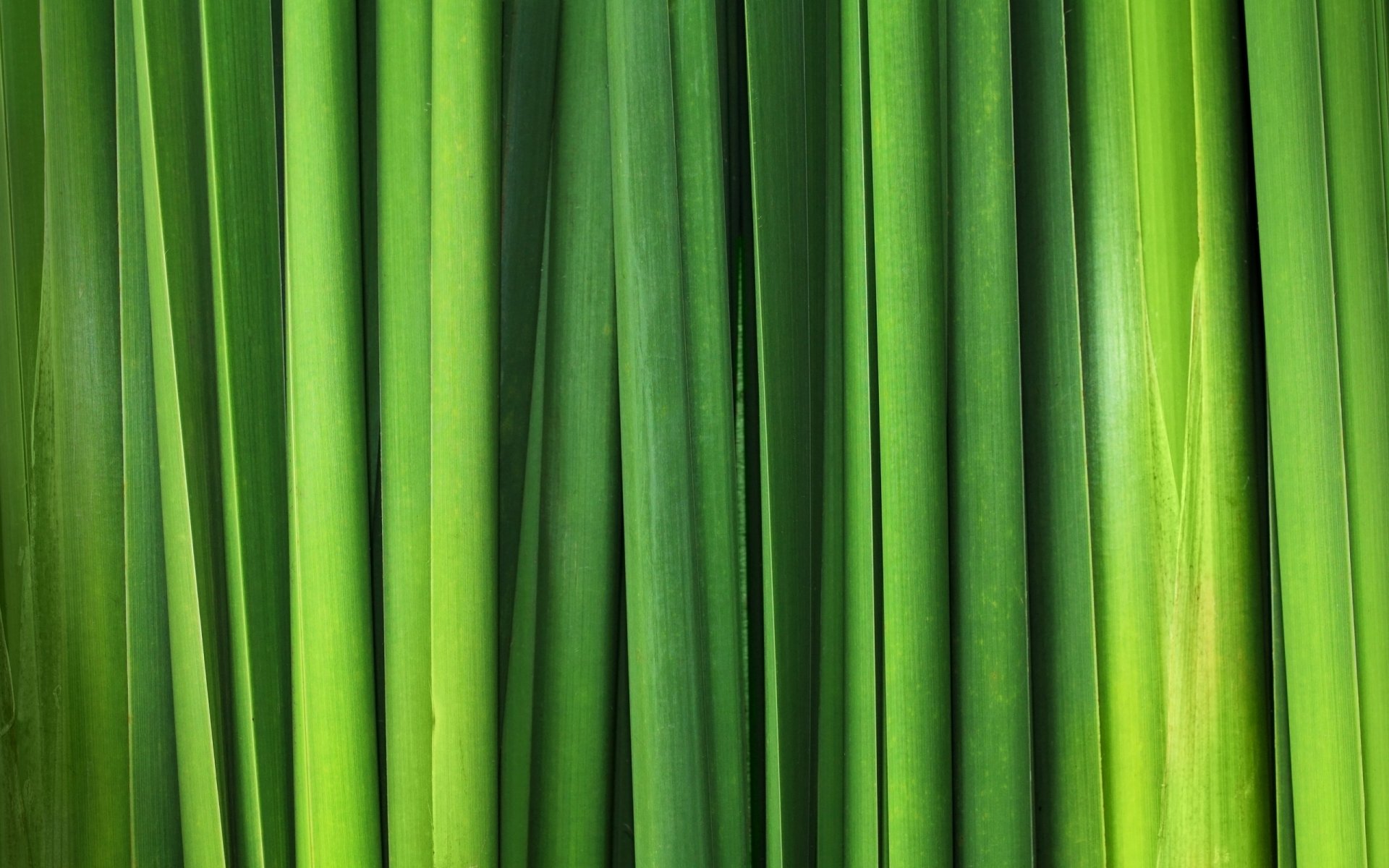 Download Texture Green Nature Grass HD Wallpaper | 2560x1600 ...