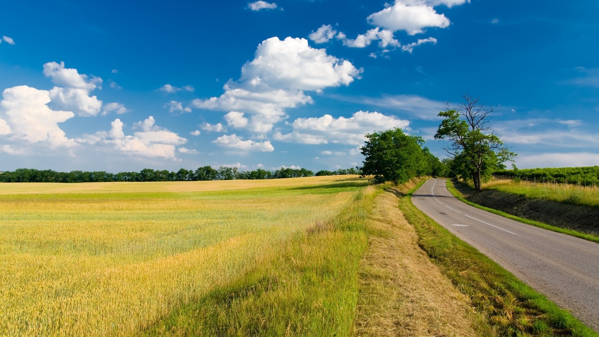 Download Tree Field Man Made Road HD Wallpaper | 1920x1080 | Wallpaper ...