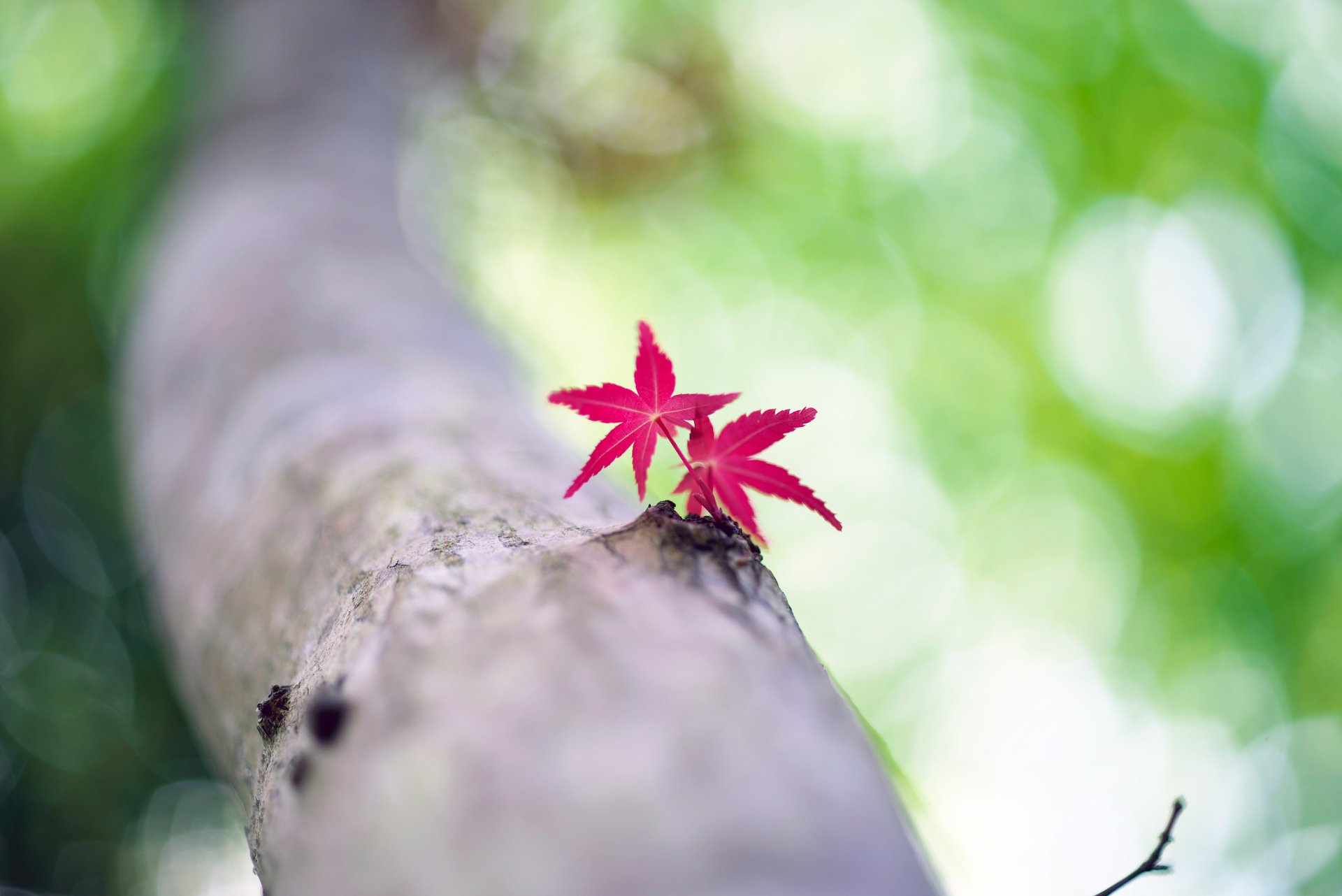 Download Nature Leaf 4k Ultra HD Wallpaper