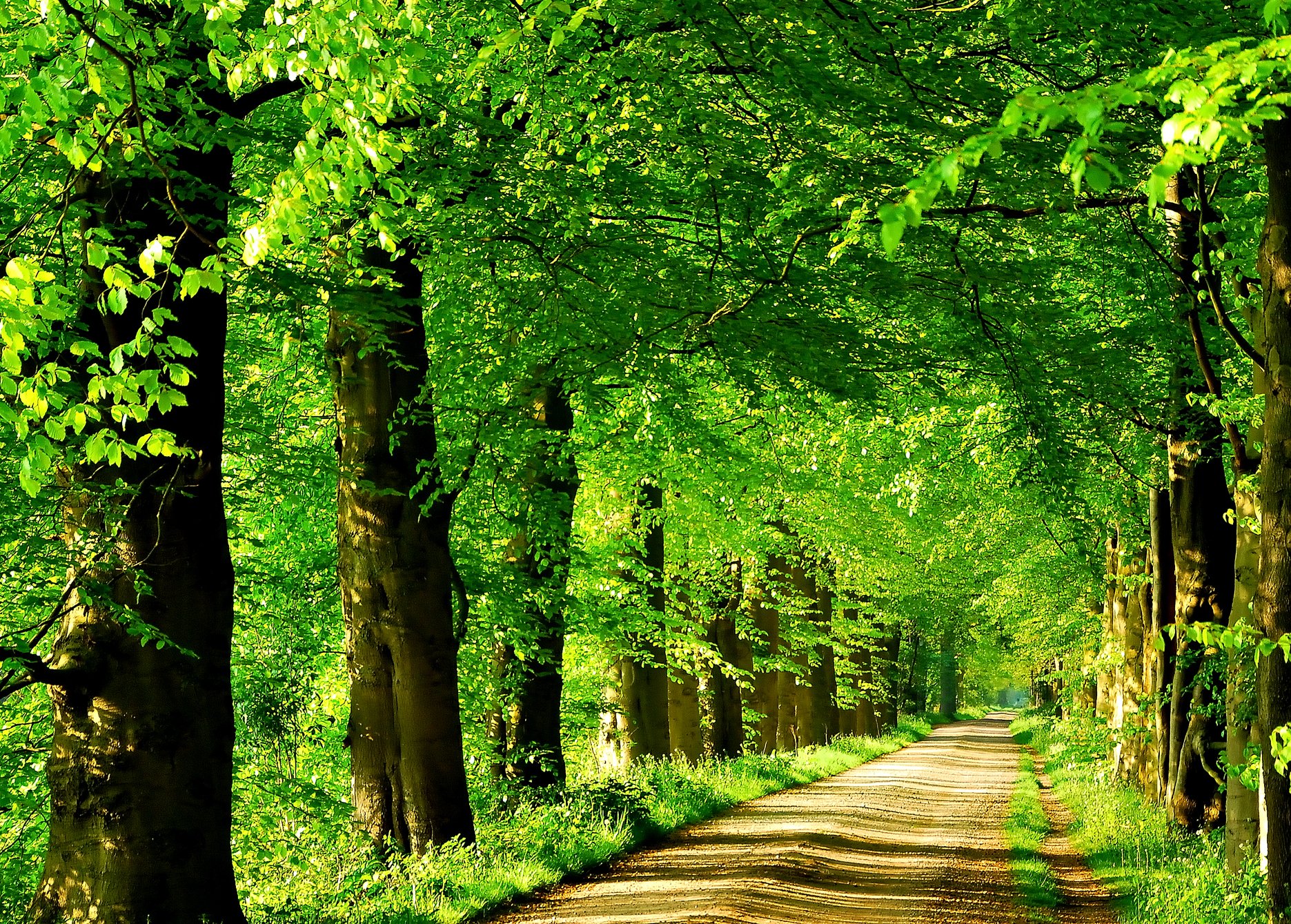 Download Nature Path Wallpaper