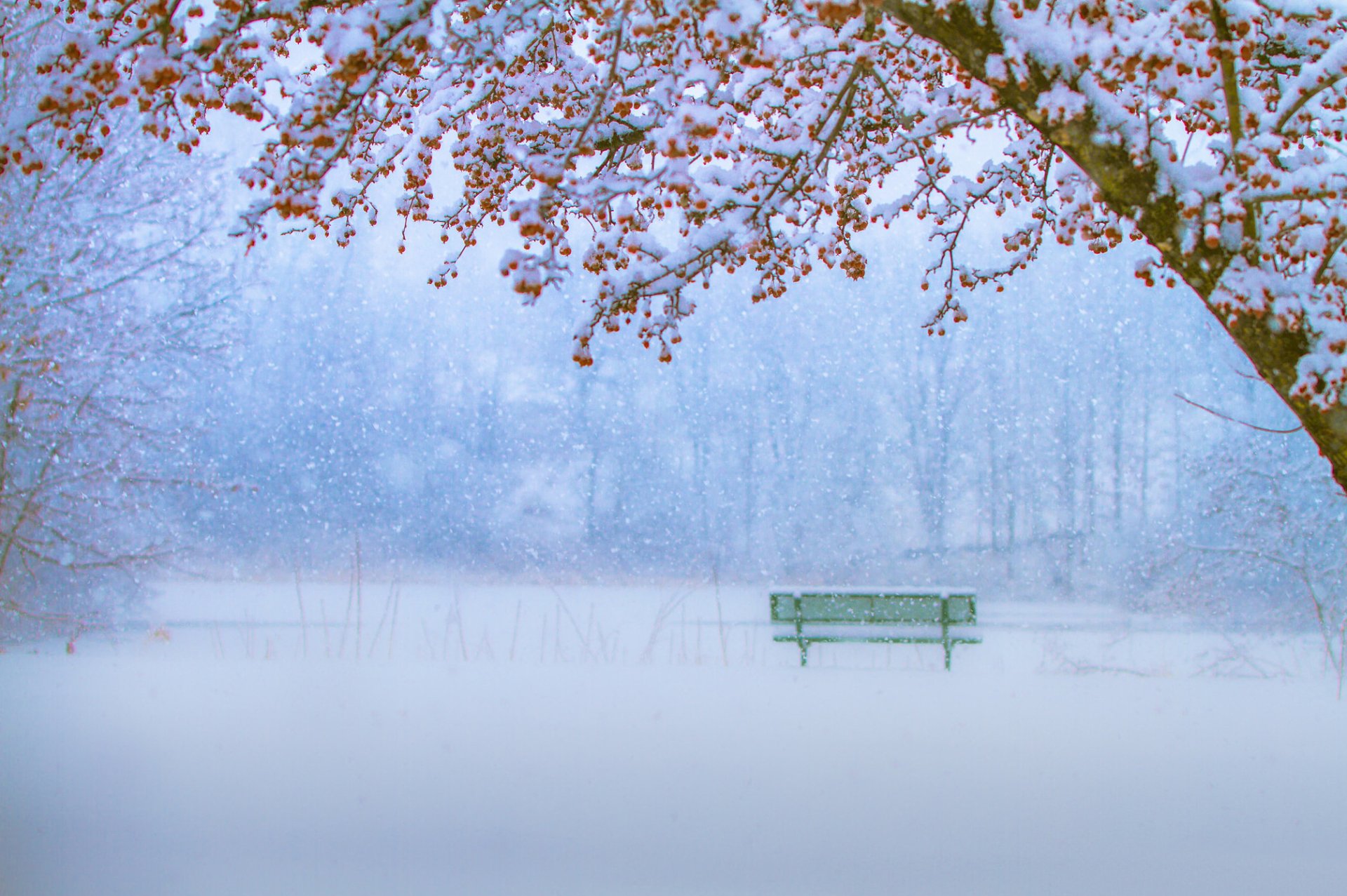 Winter Serenity: HD Photography Wallpaper of Snowy Bench and Blossoms