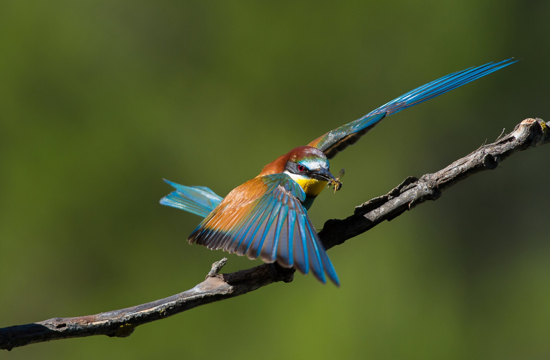 Vivid Bee-Eater — 4K Ultra HD Wallpaper | 4210x2753 | Wallpaper Abyss