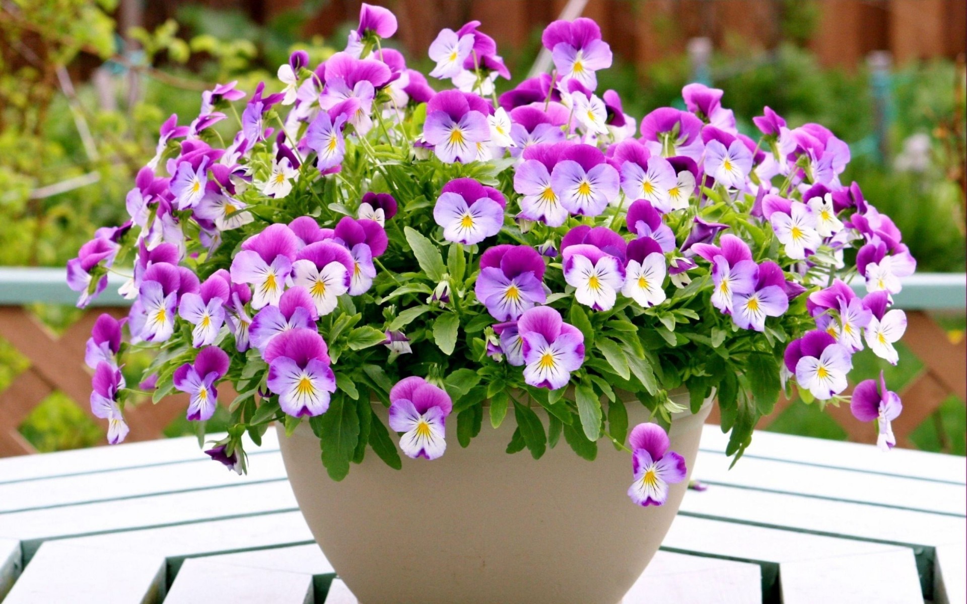 Download Nature Pansy HD Wallpaper