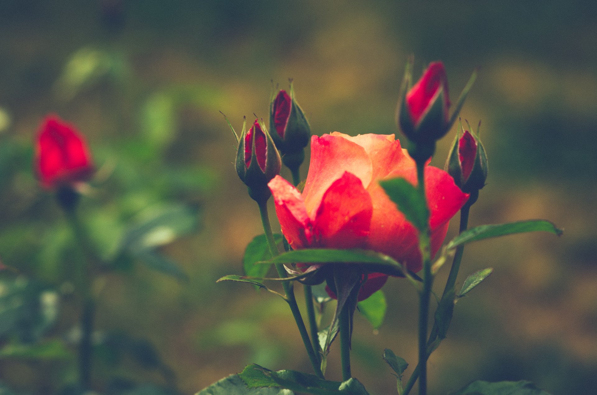 Download Rose Bush Bud Flower Nature Rose HD Wallpaper