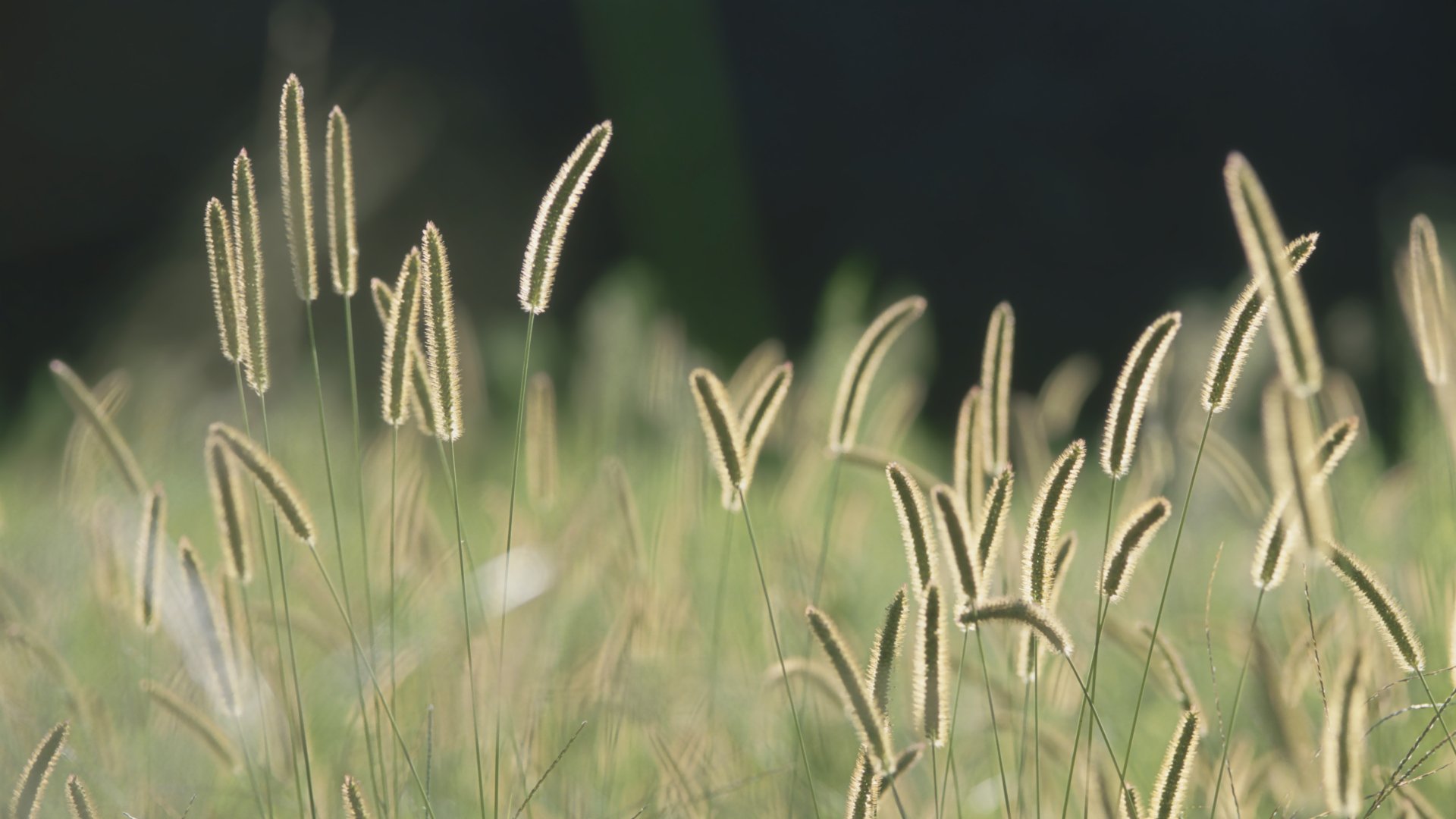 Download Nature Grass 4k Ultra HD Wallpaper