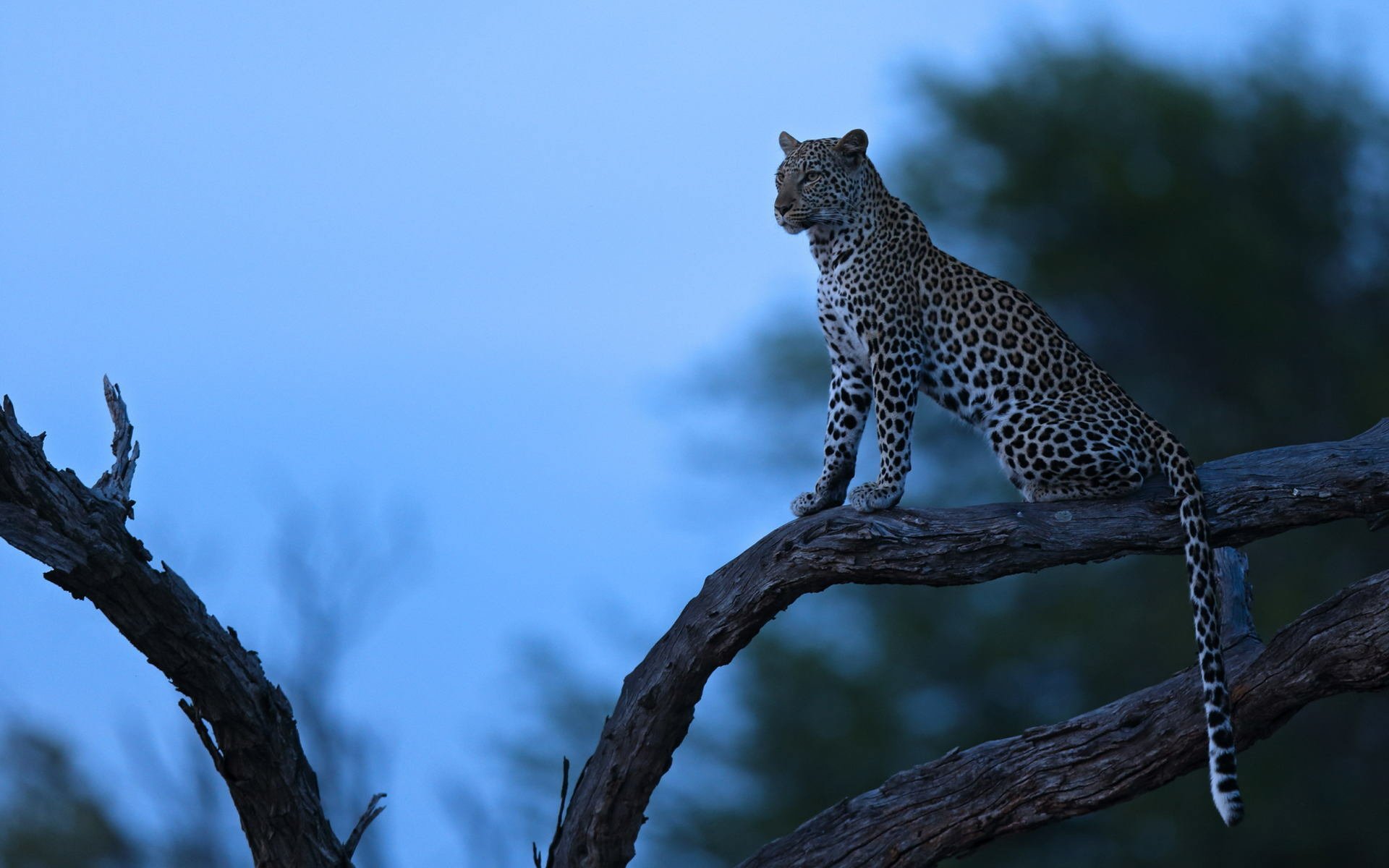 Majestic Leopard: Stunning HD Wallpaper for Animal Lovers