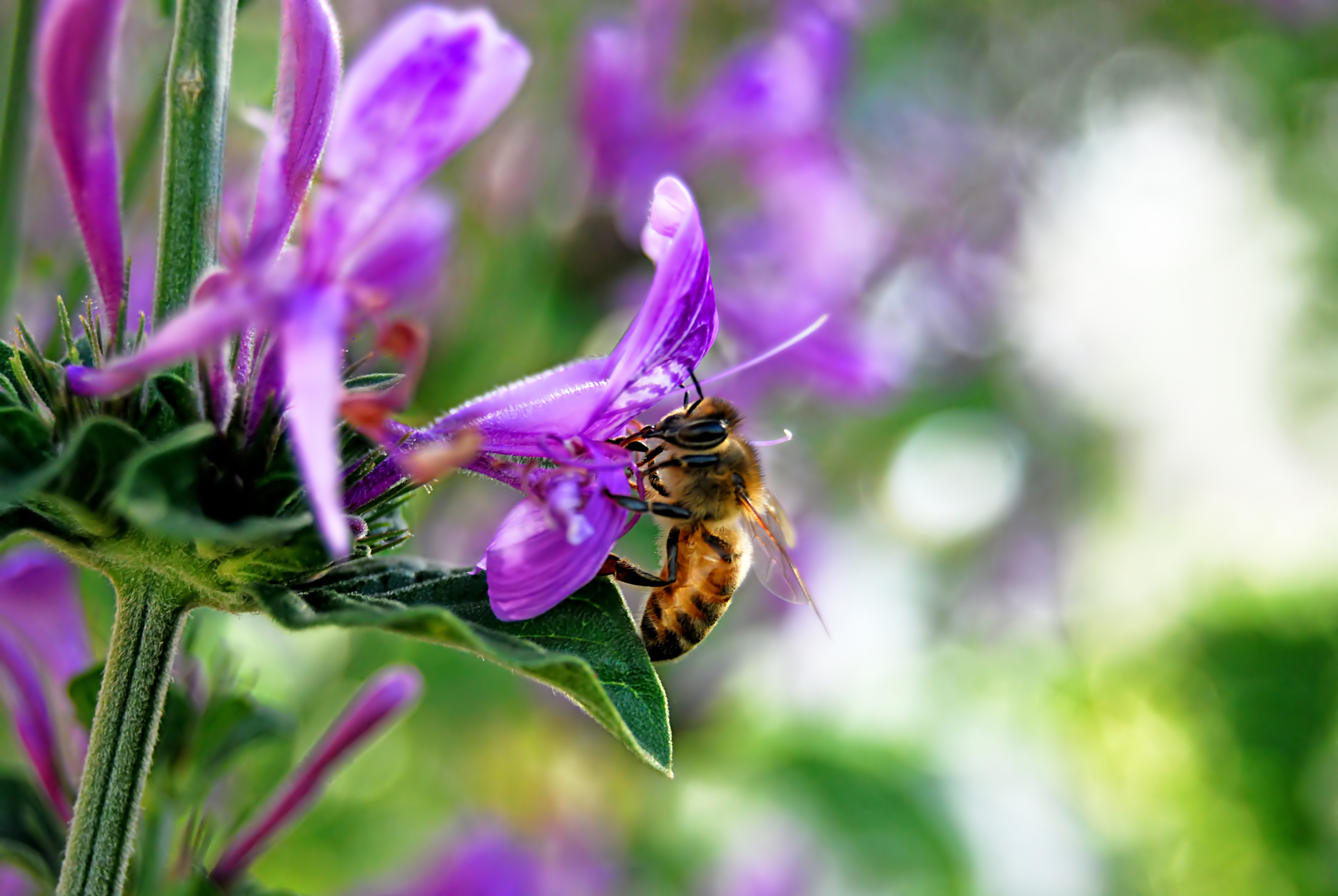 Download Animal Bee 4k Ultra HD Wallpaper