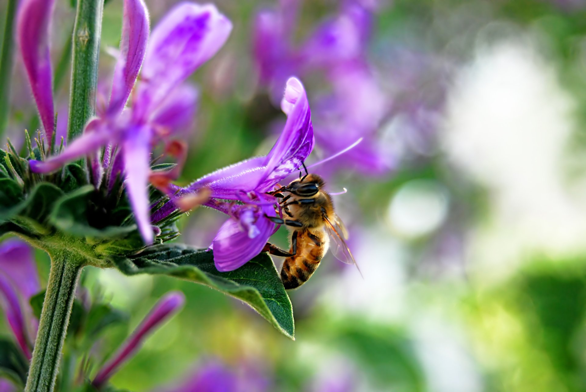 Download Animal Bee 4k Ultra HD Wallpaper | 3872x2592 | Wallpaper Abyss