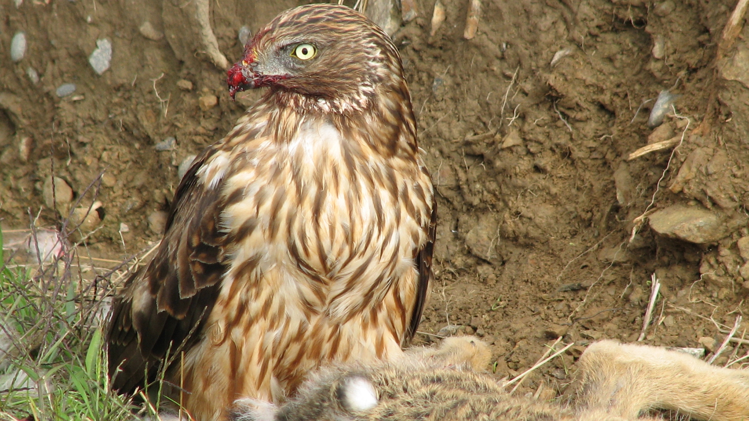 Download Bird Swamp Harrier Animal Hawk HD Wallpaper