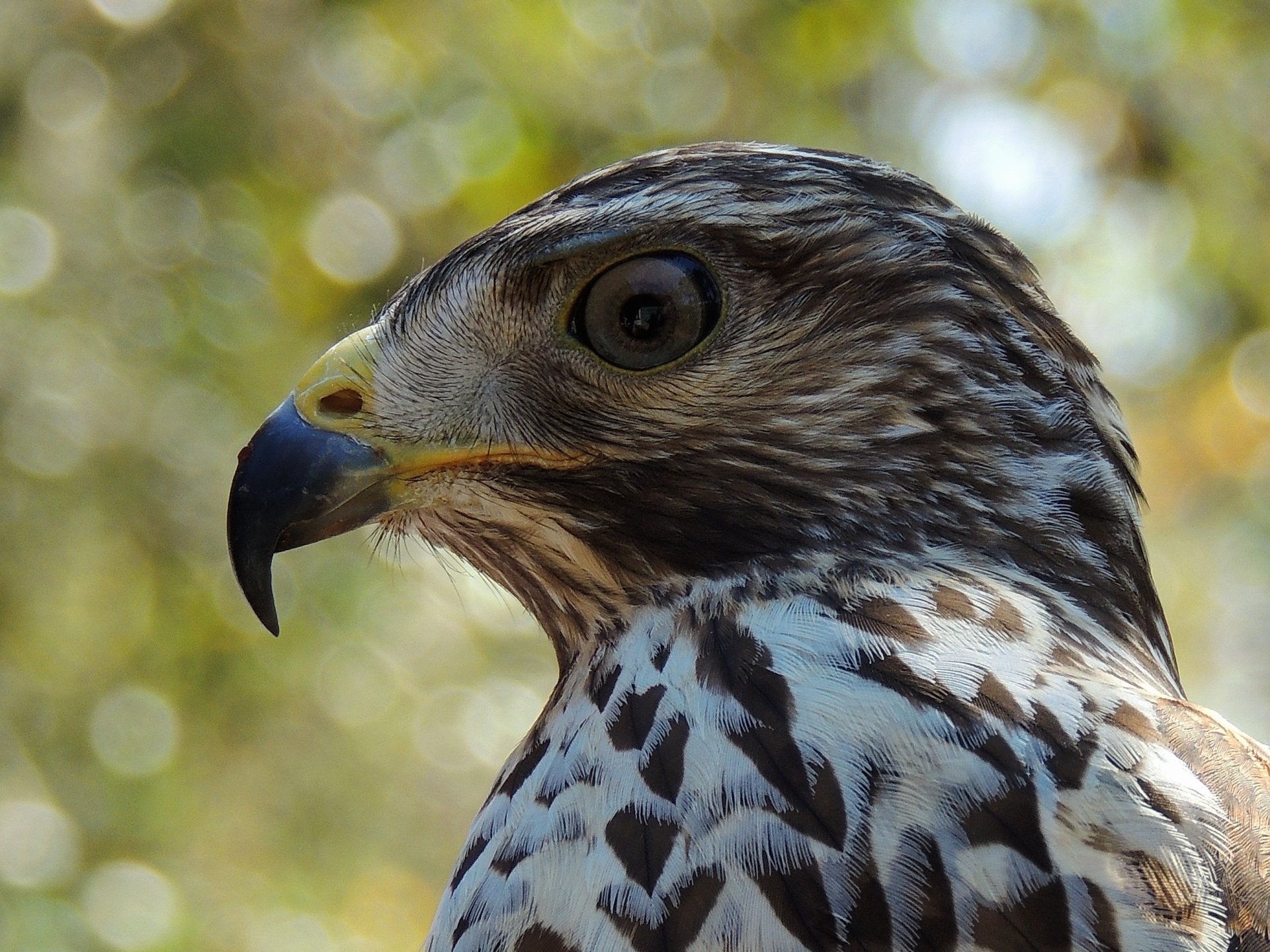Majestic Hawk Close-Up: Macro Feather Detail with Stunning Bokeh Background
